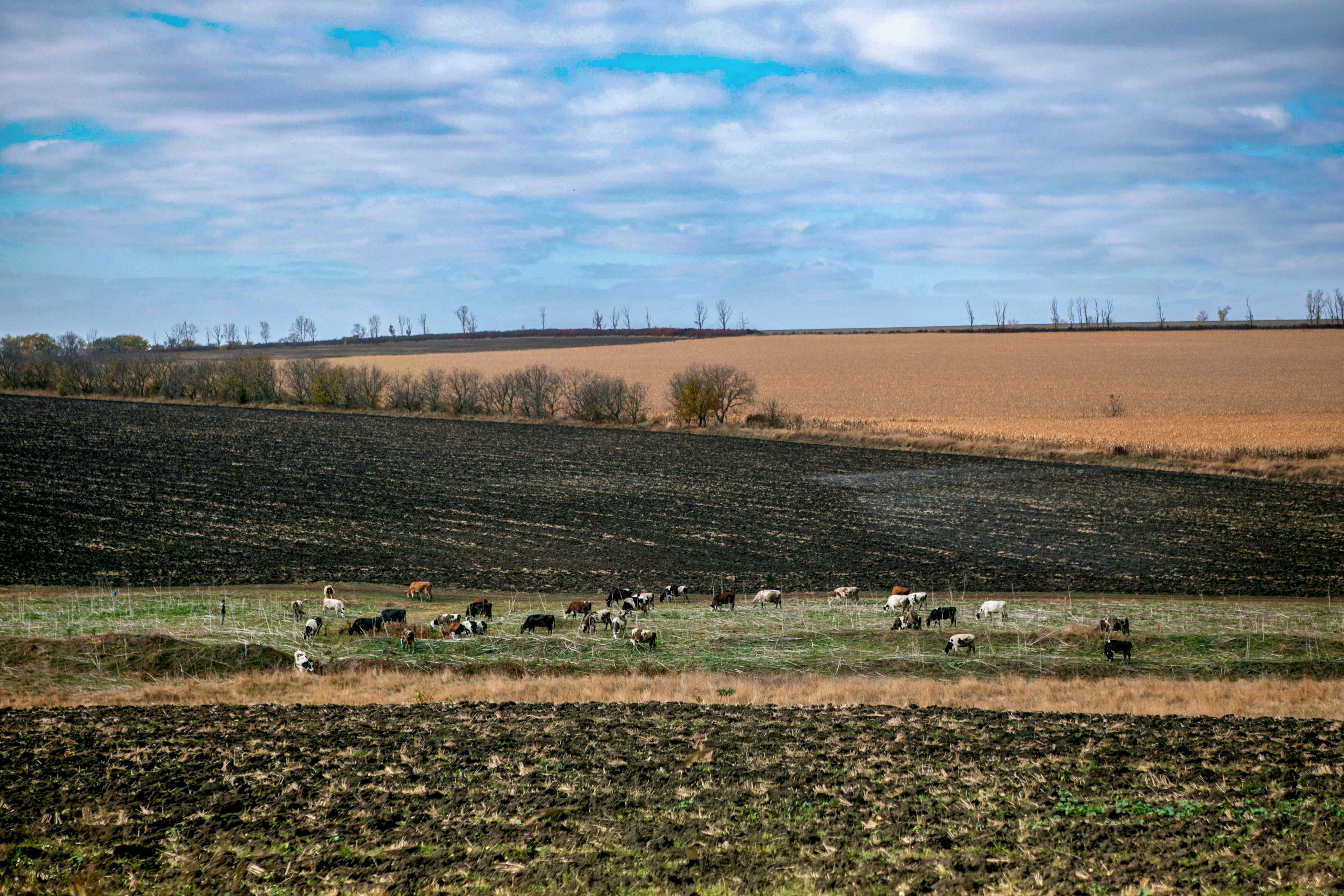 Herd of animals grazing in a vast, open field.