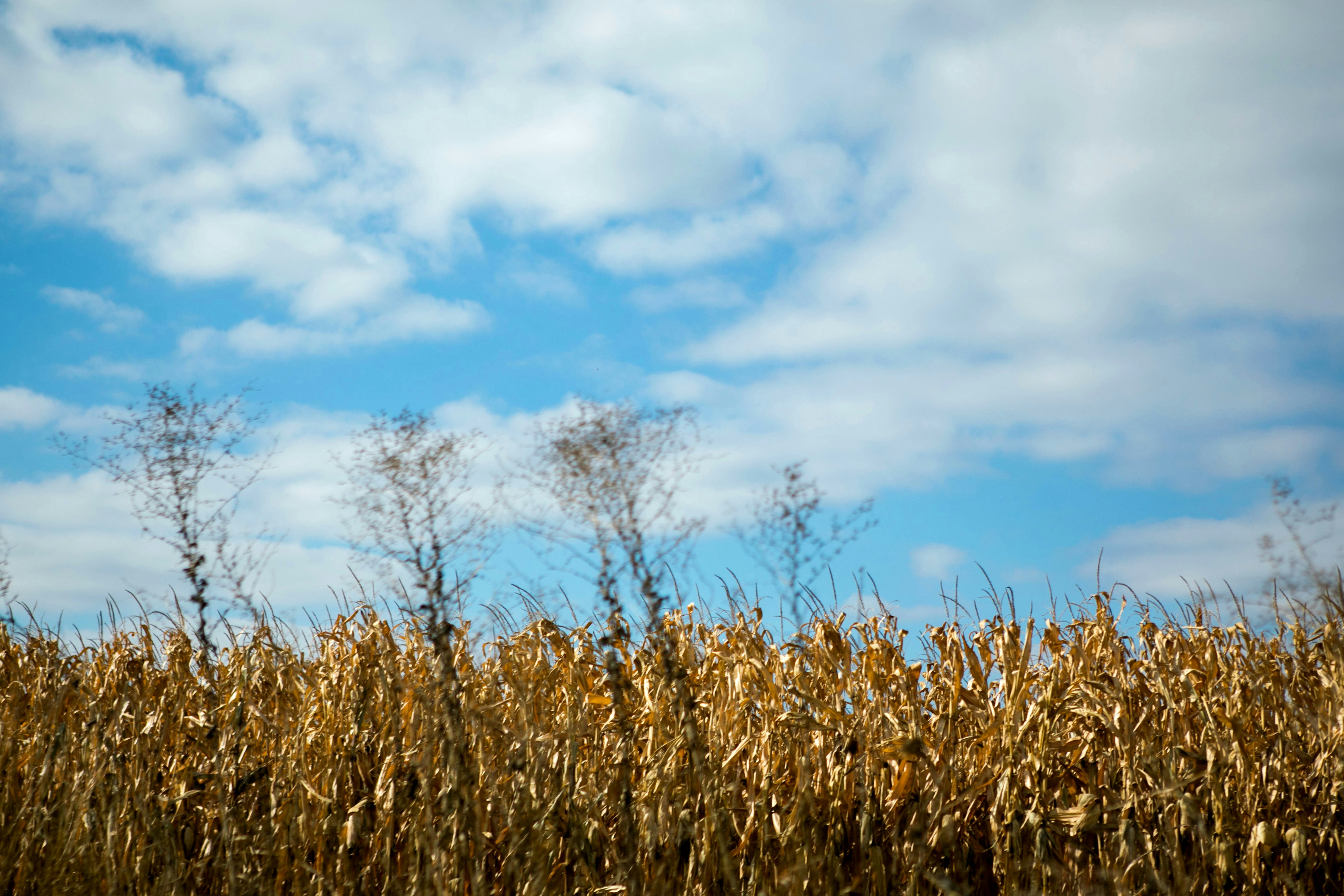 Golden Harvest Under a Cloudy Canvas