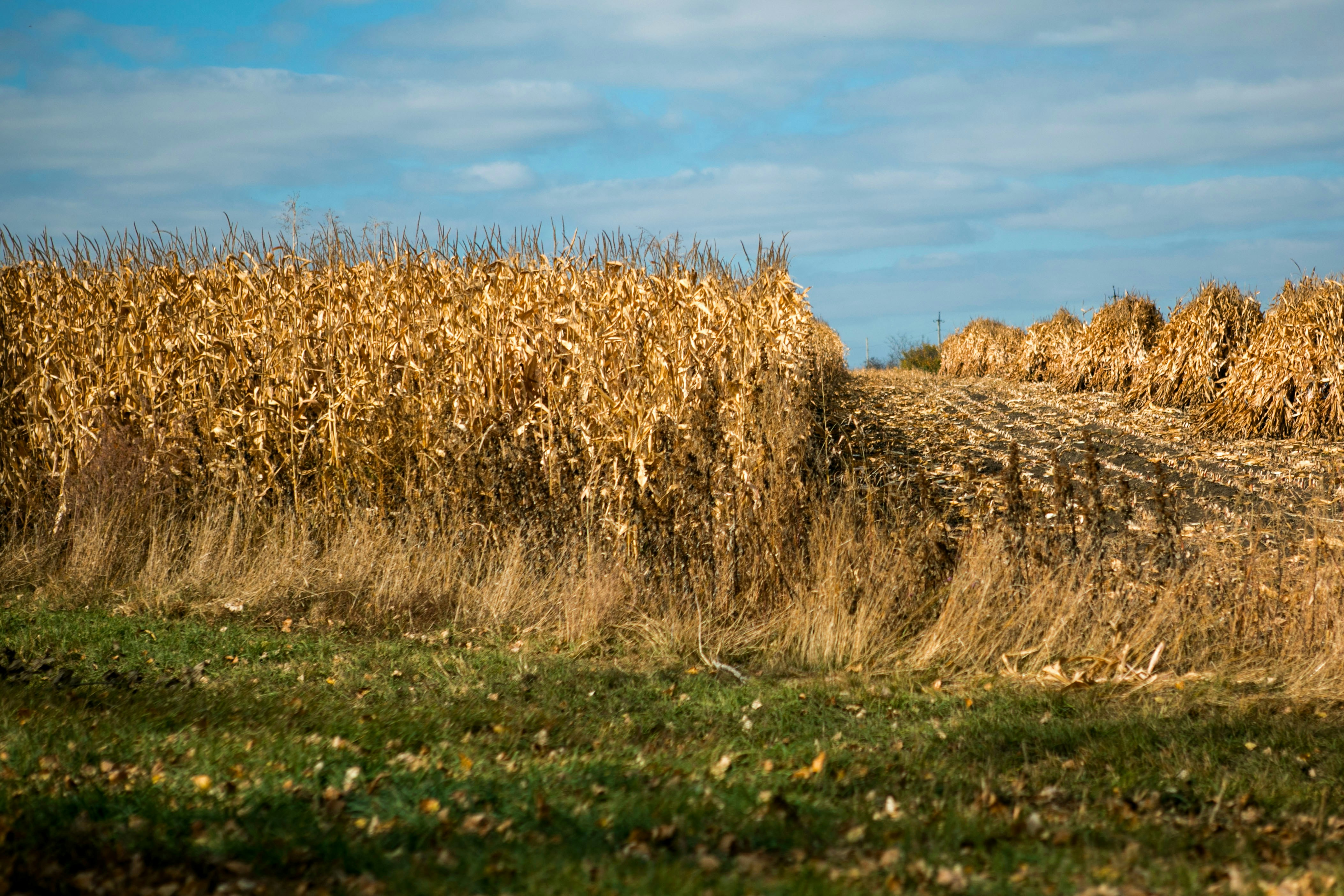Harvest's Whisper: A Cornfield's Enduring Legacy