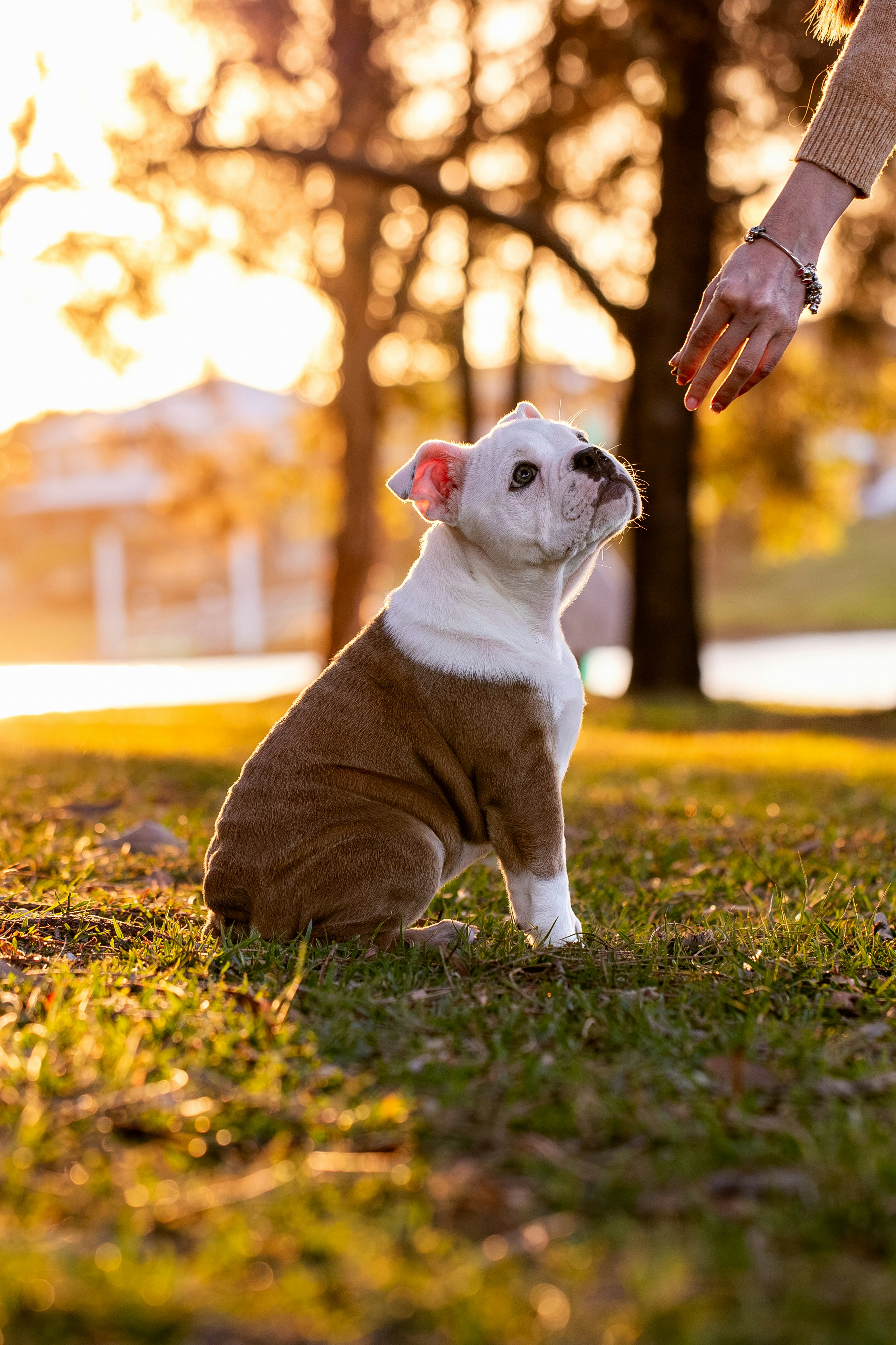 Taken on Canon 6D MkII and Canon EF 100mm f/2.8L Macro IS USM | Bulldog puppy reaching for a hand at sunset