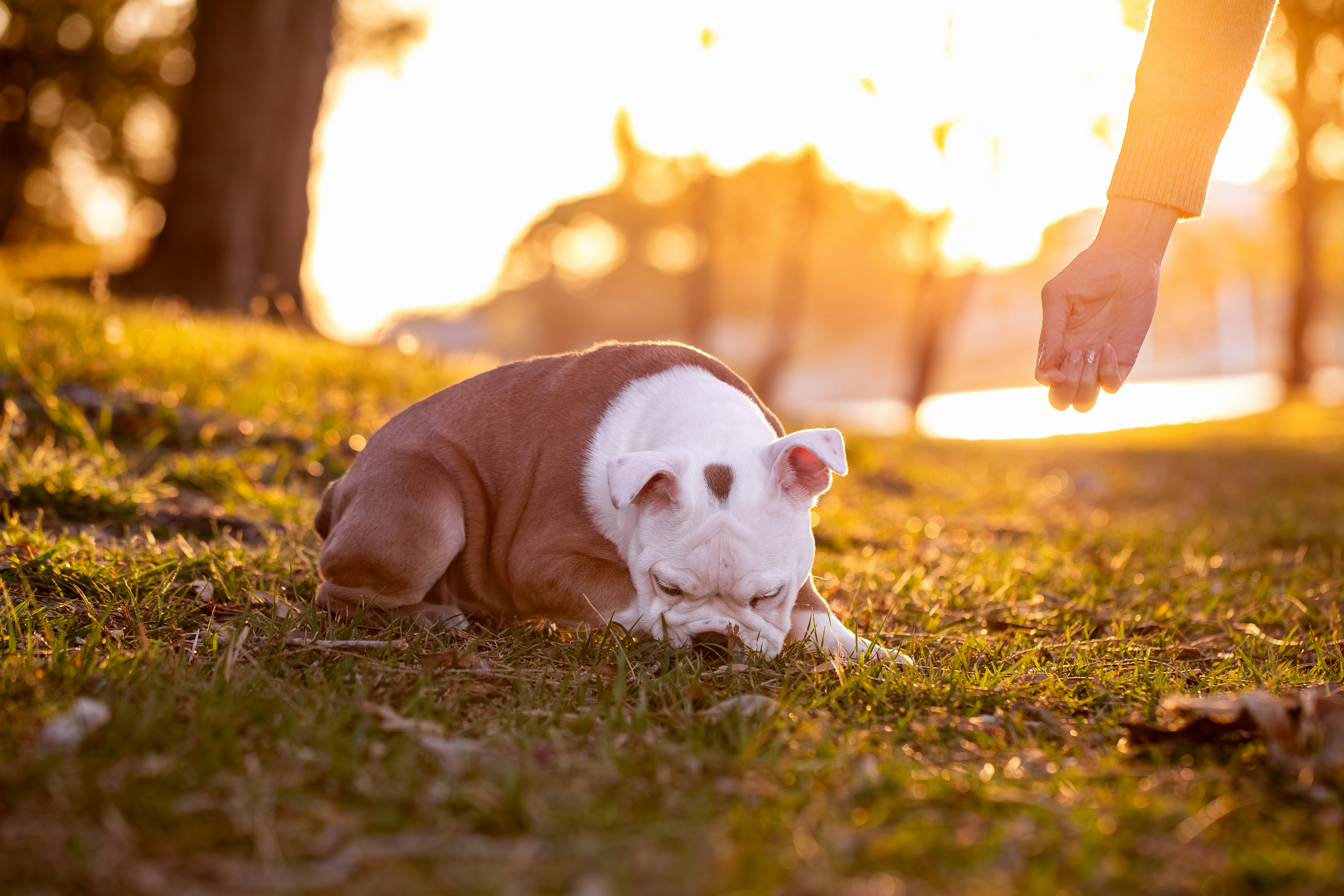 Golden Hour Rest: A Bulldog Dozing in Park Light with a Reaching Hand