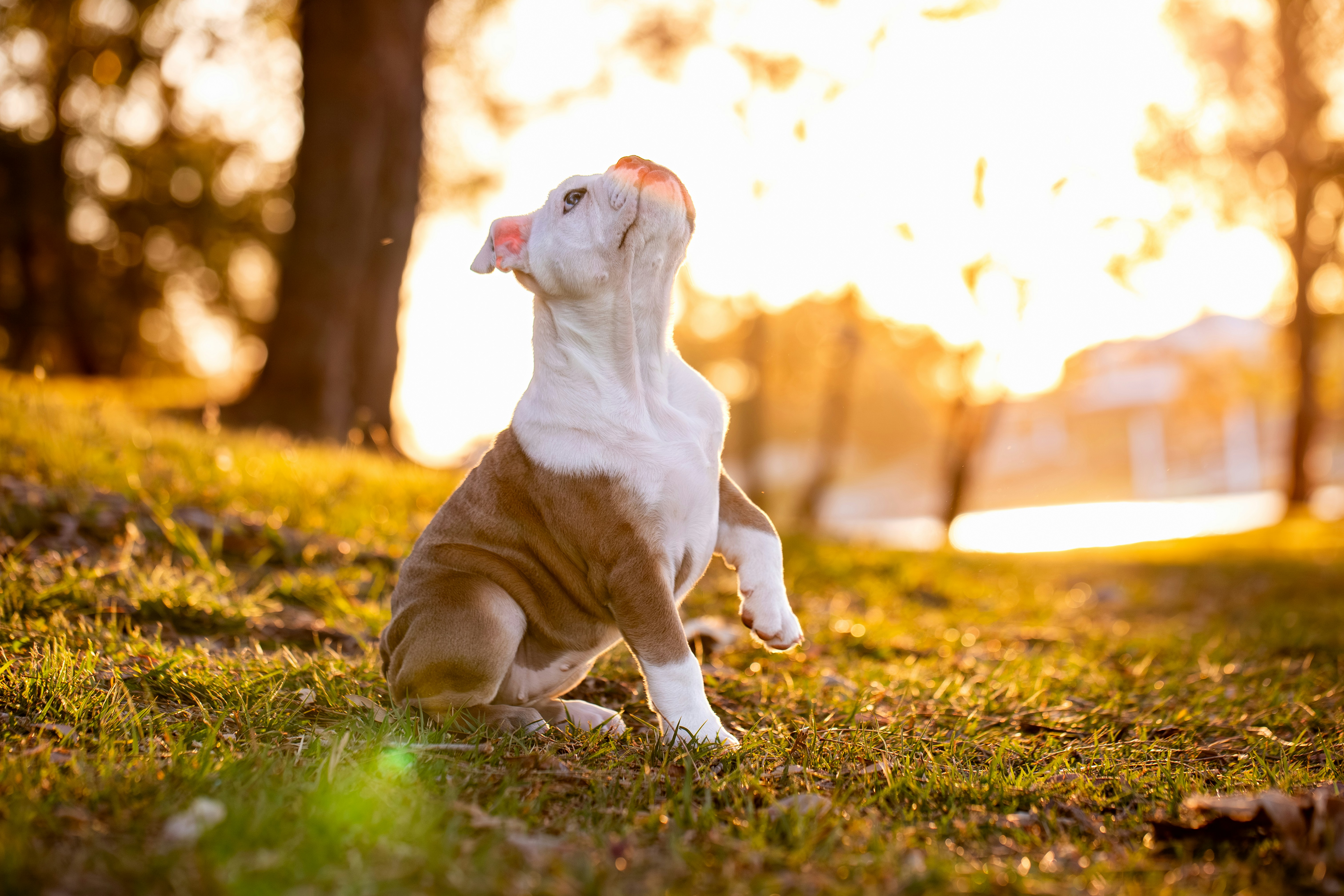 Playful puppy sitting on grass, gazing upwards as sunlight filters through trees.