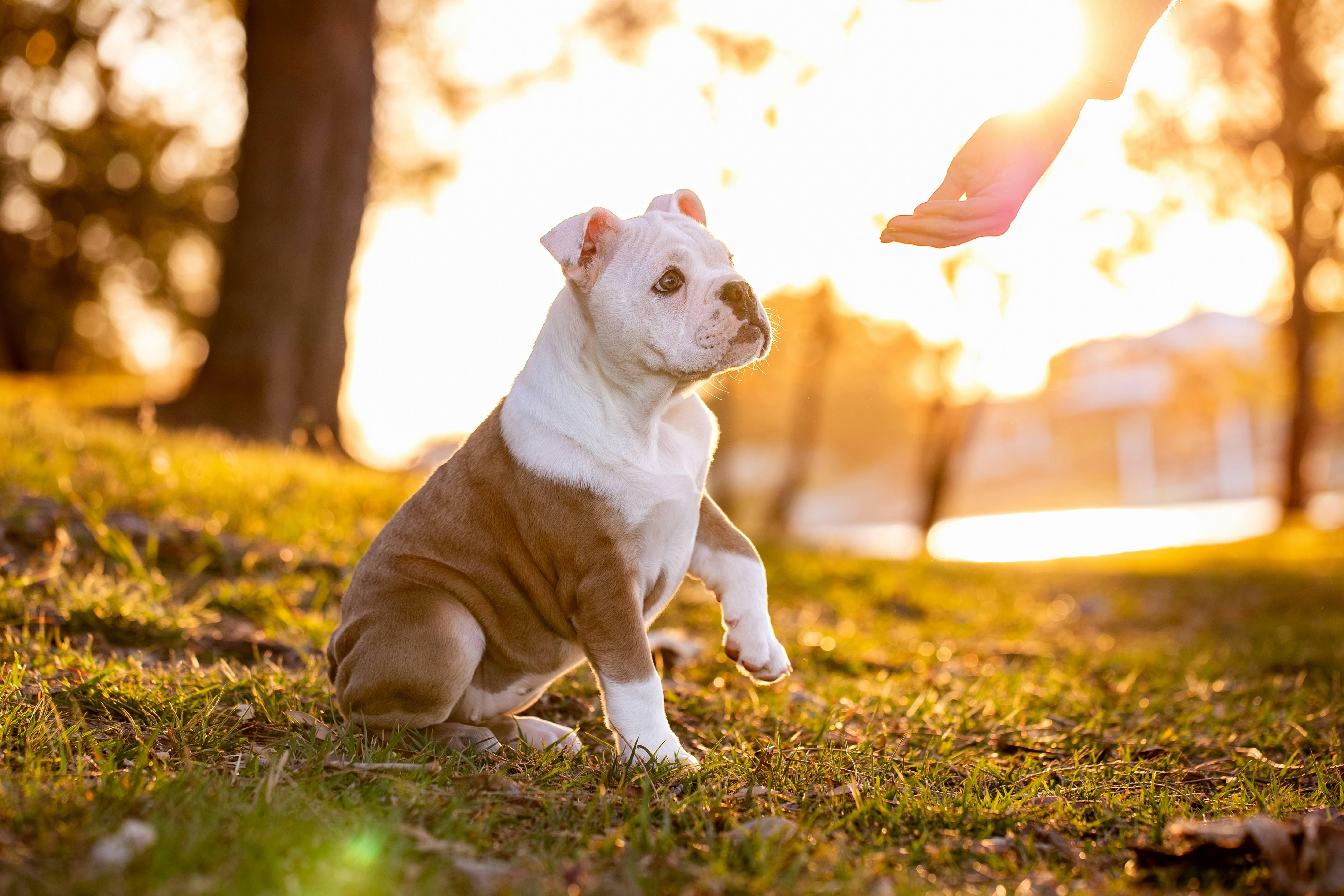 Puppy reaching for a hand at sunset photo – Free Animal Image on Unsplash
