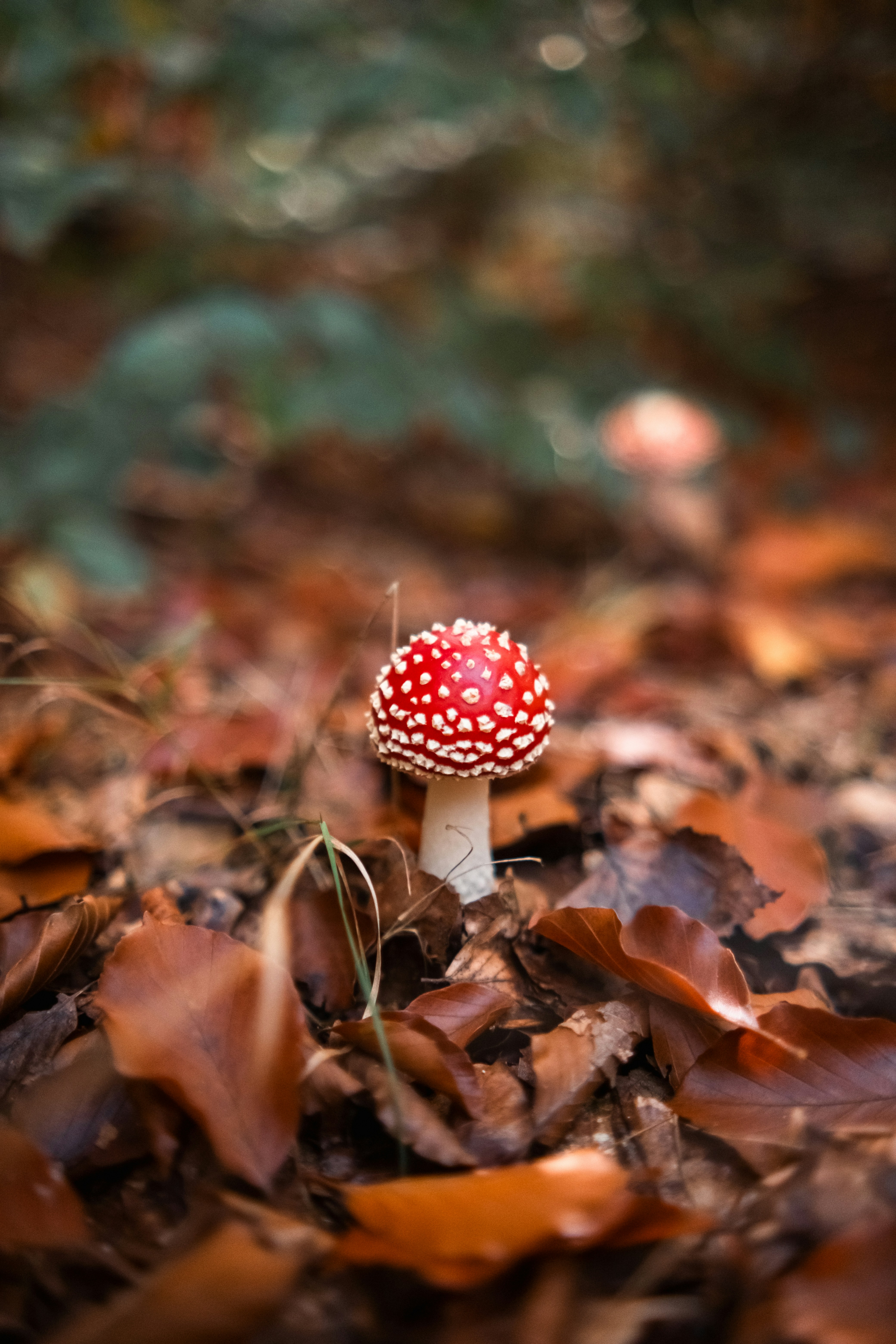 The Enchanted Toadstool in Autumn's Embrace