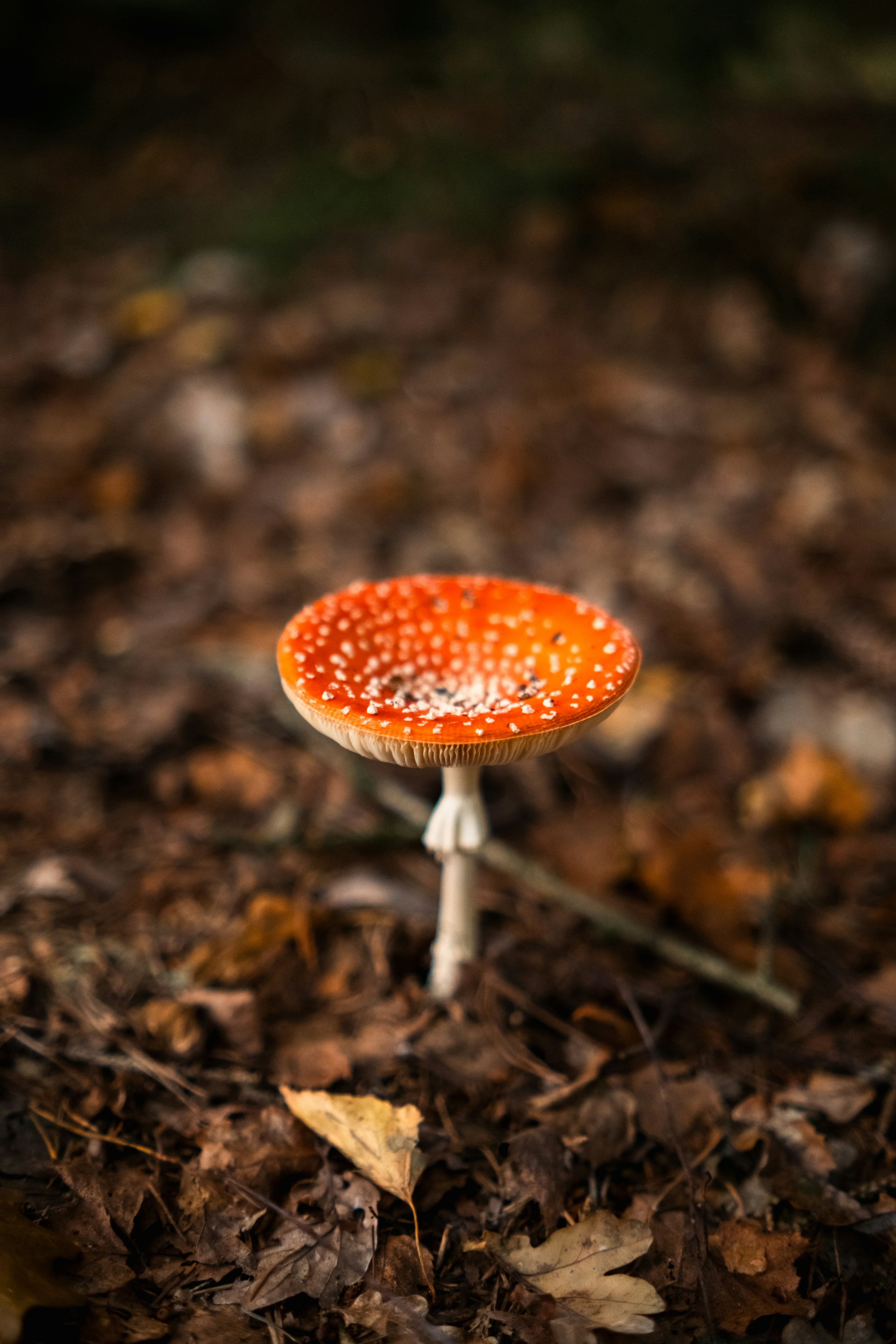 Whimsical Wonder: The Enchanted Mushroom