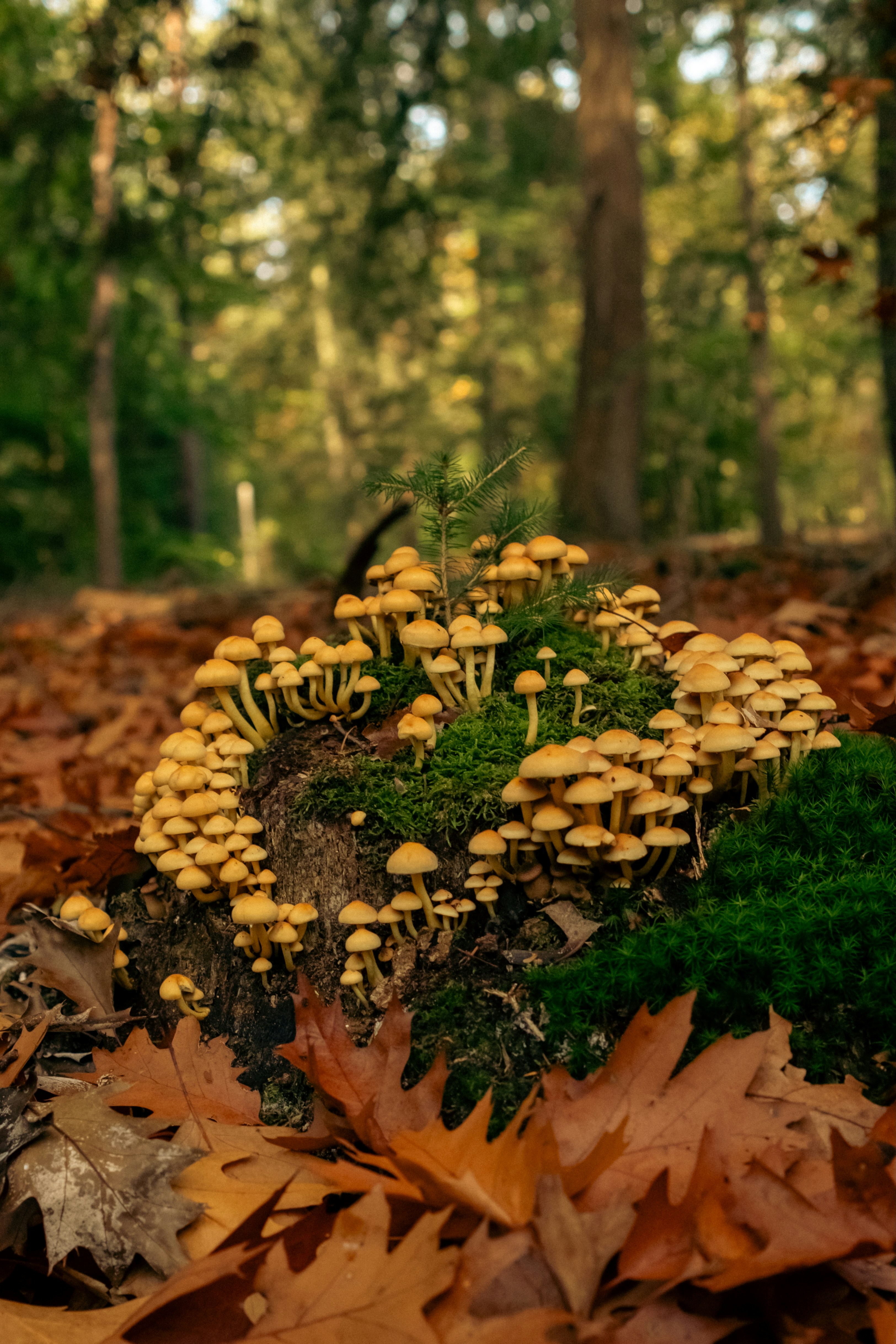 Golden Fungi on a Woodland Stage