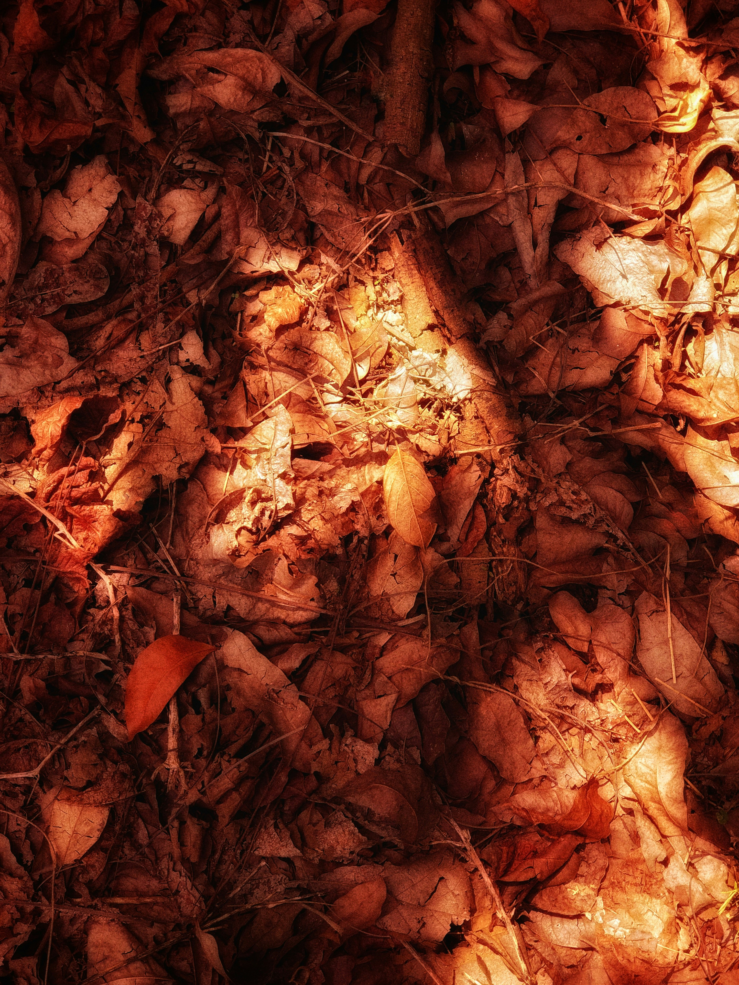 Dry autumn leaves illuminated by sunlight