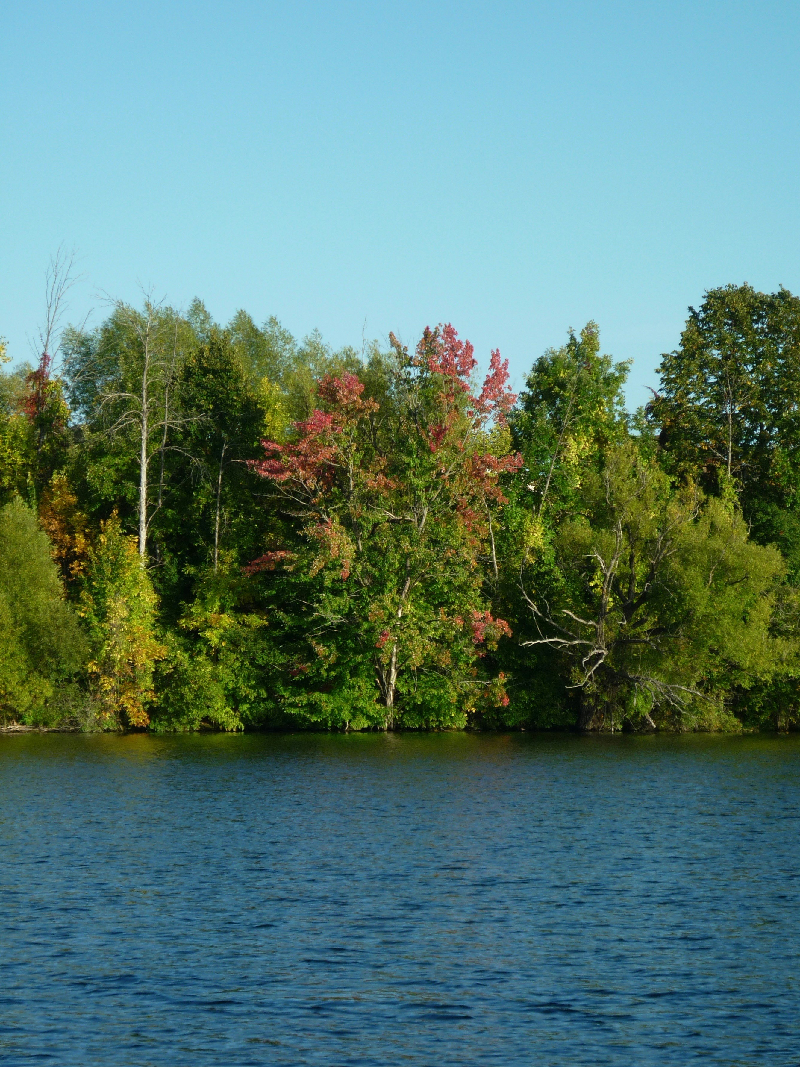 Trees line a calm blue lake under a clear sky