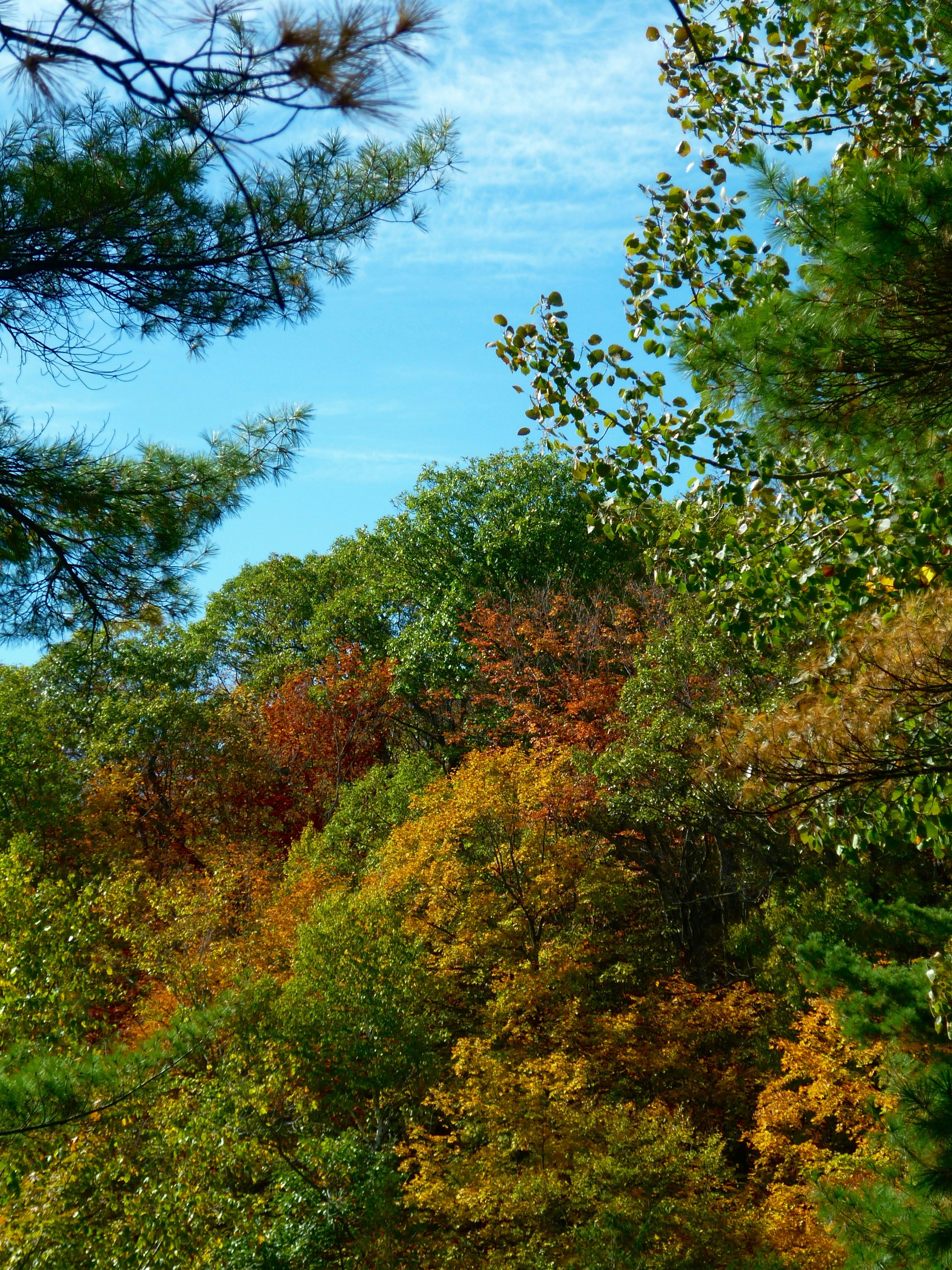 Autumn trees with colorful leaves under blue sky
