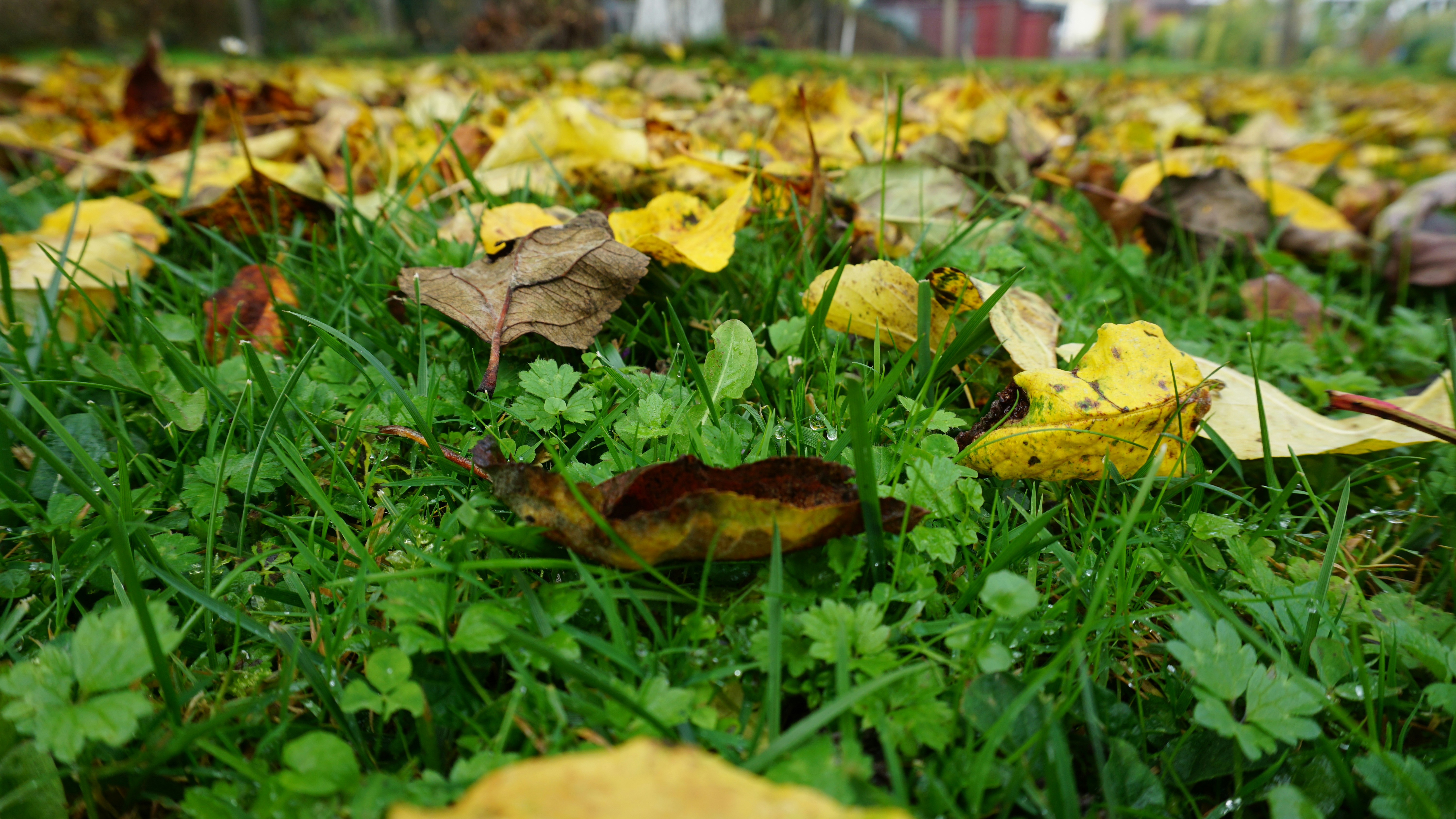 Leaves and Grass | Fallen autumn leaves scattered on green grass.