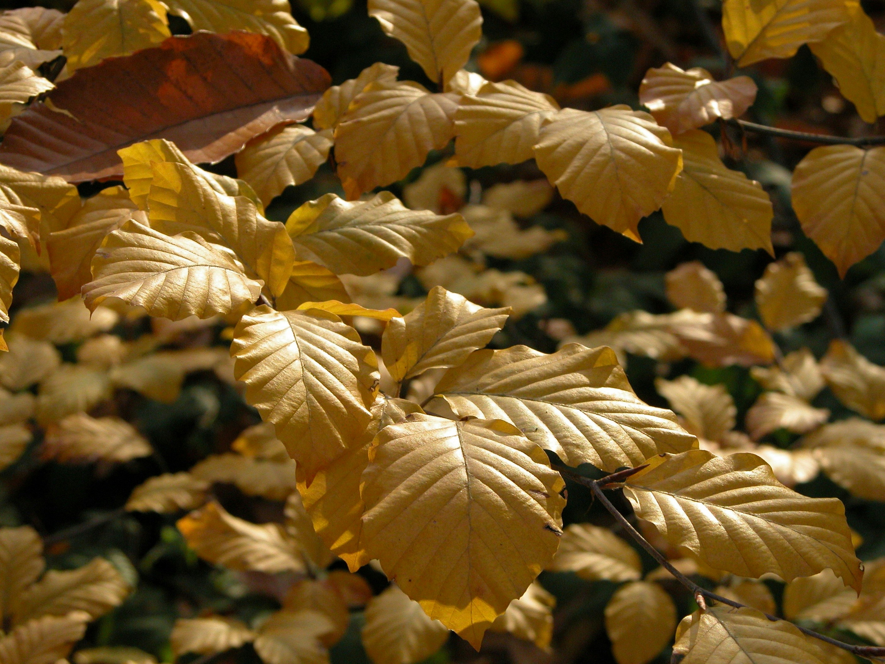 Feuilles d'automne | Golden autumn leaves on a tree branch