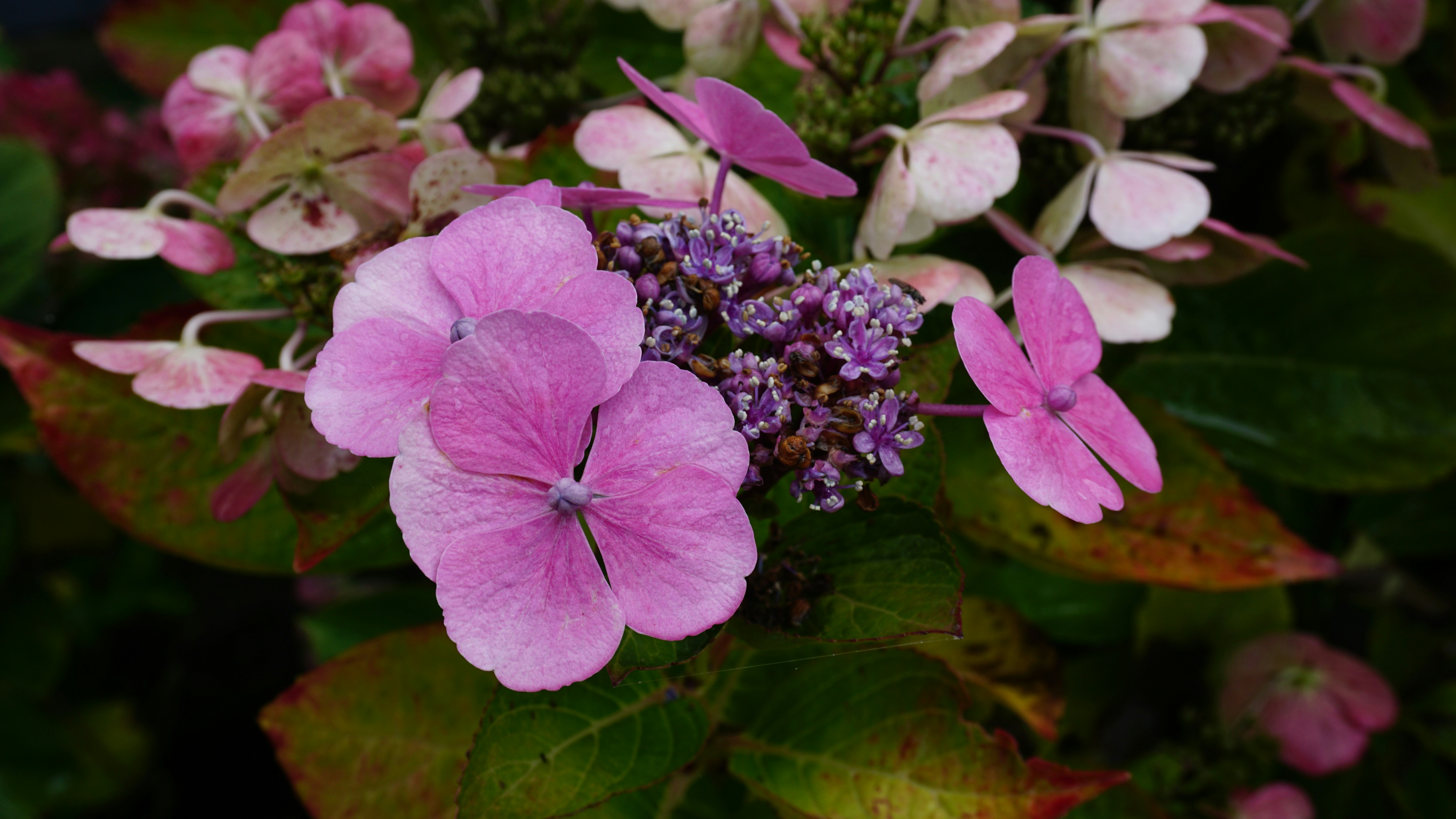 Delicate pink hydrangea blossoms interspersed with purple clusters, showcasing vibrant colors and intricate textures.