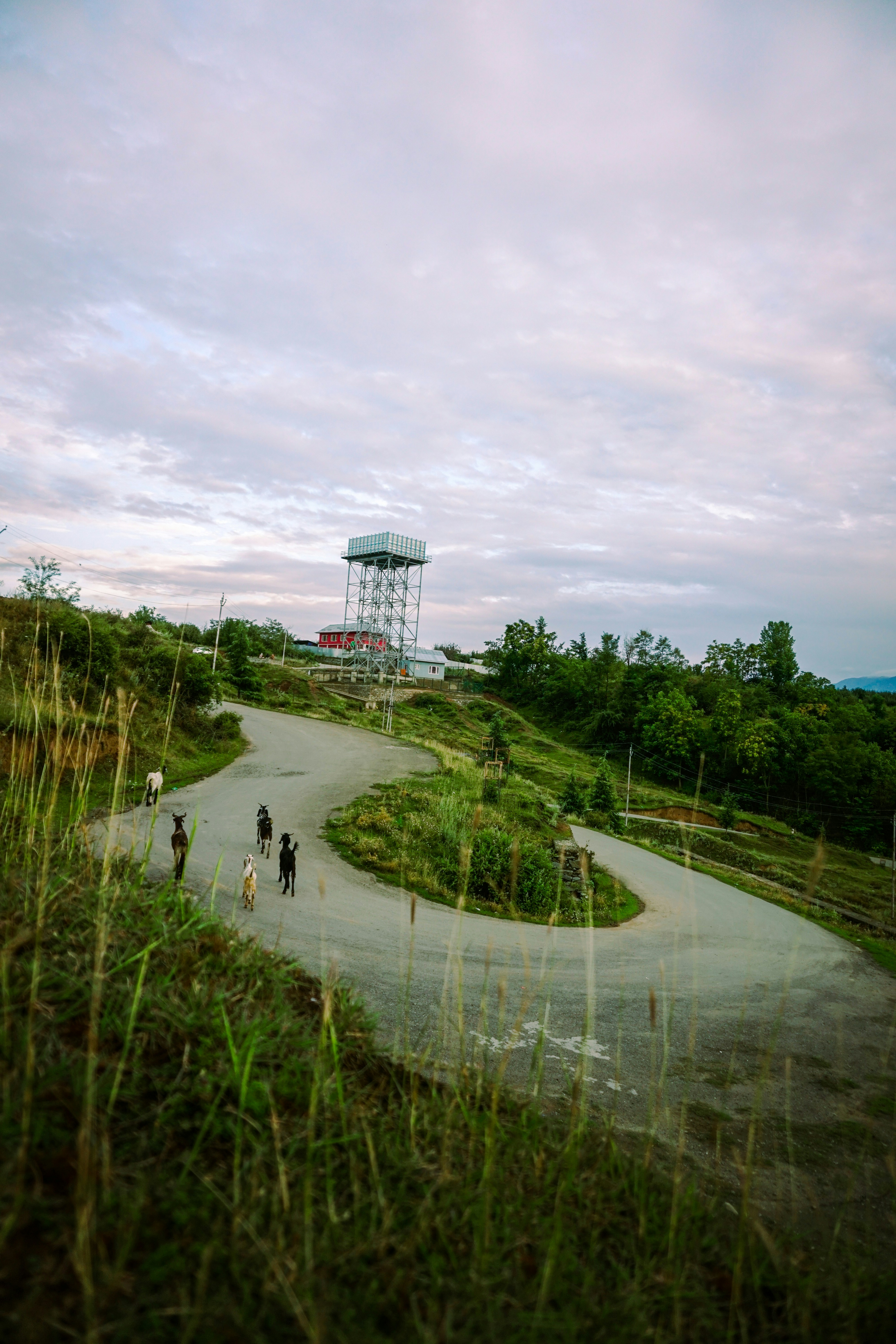 Pastel Vista: A Water Tower Over a Curved Park Road