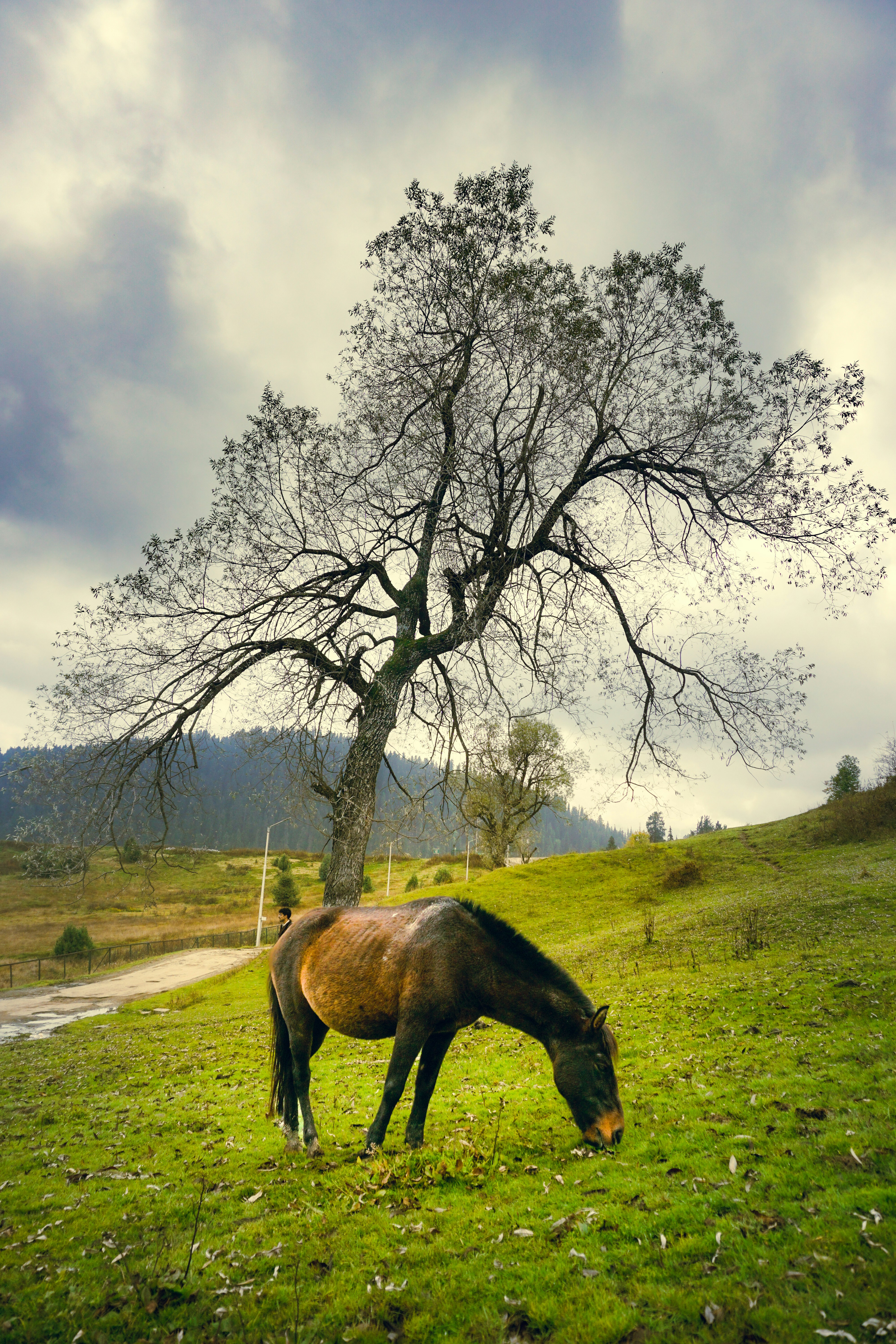 Grazing under a sentinel of bare branches