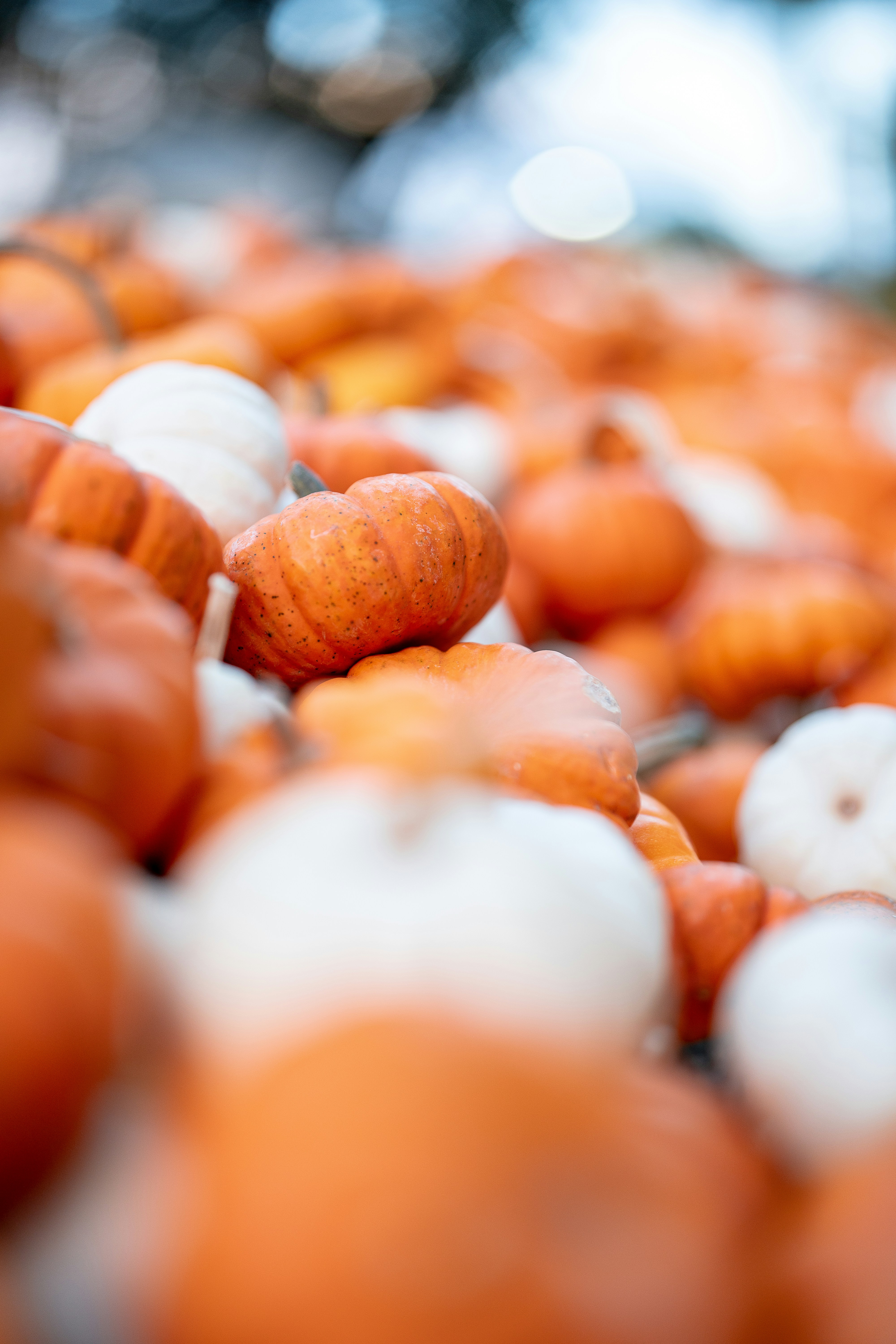 Pumpkins | A pile of small pumpkins and gourds.