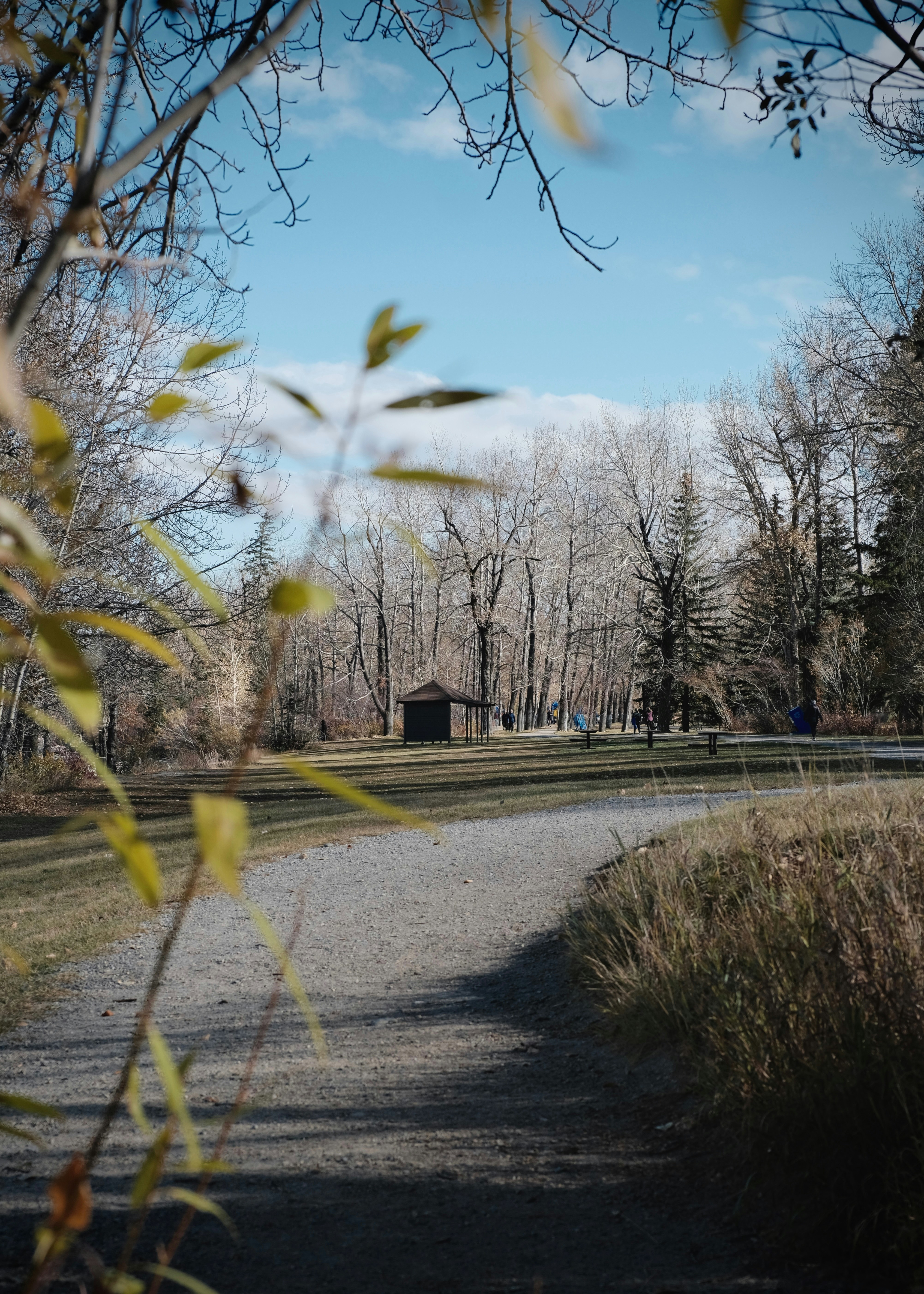 Nature's Pathway: A Serene Journey Through Autumn