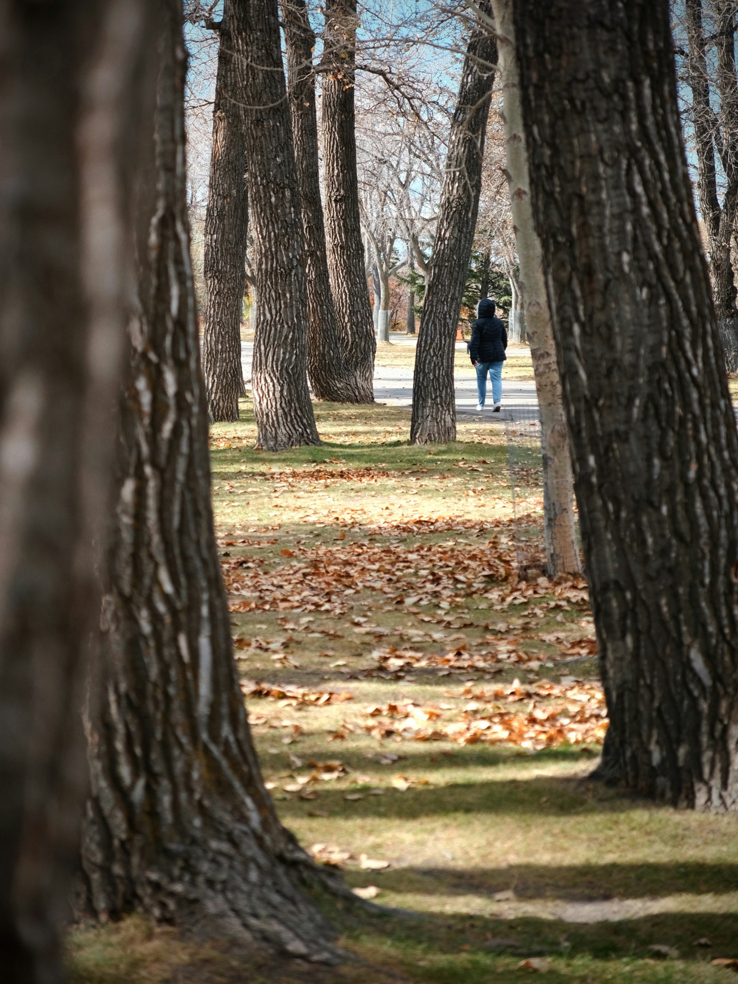 Pathway Through Time: A Stroll Among Giants