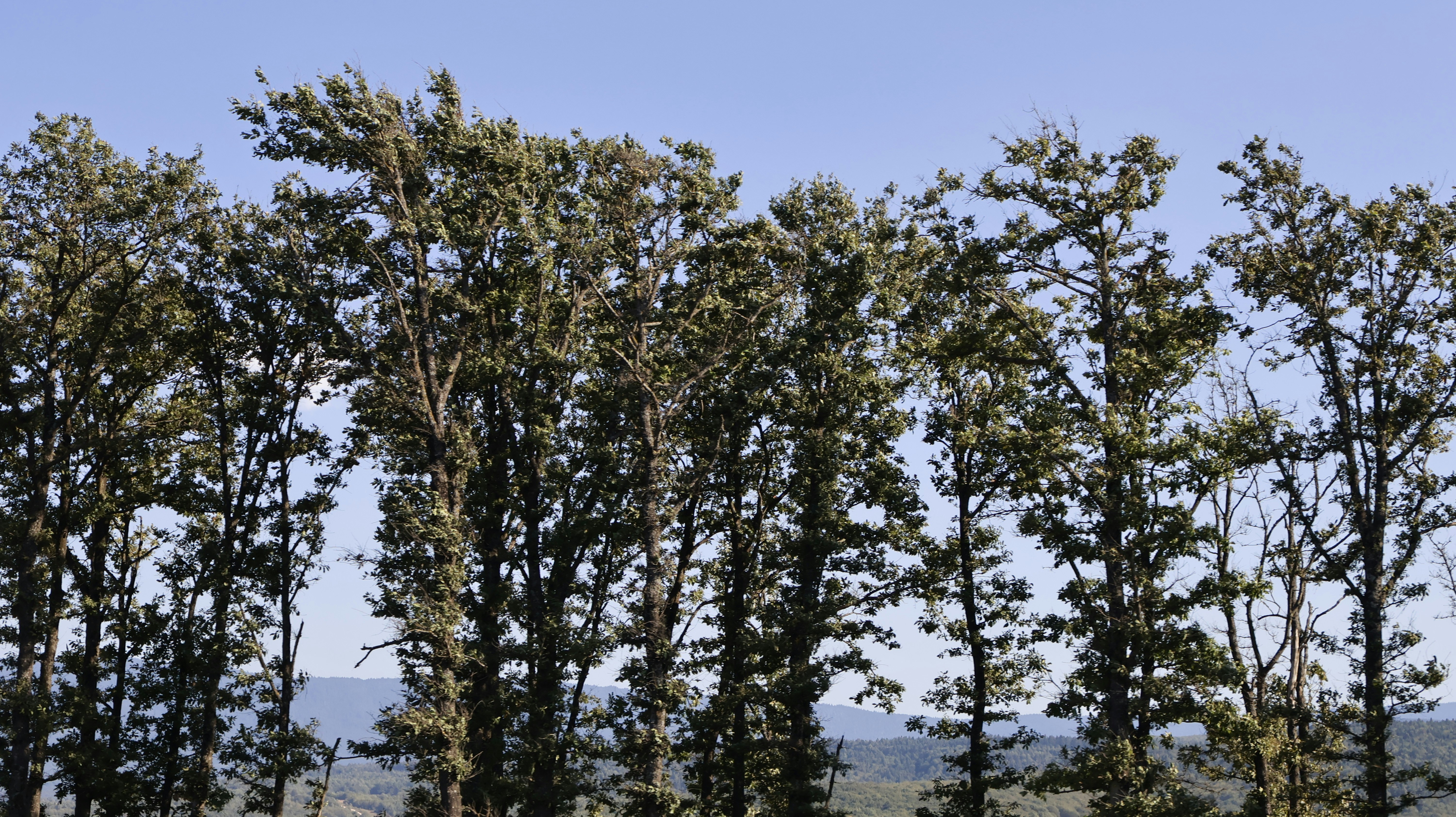 Whispers of the Forest Canopy