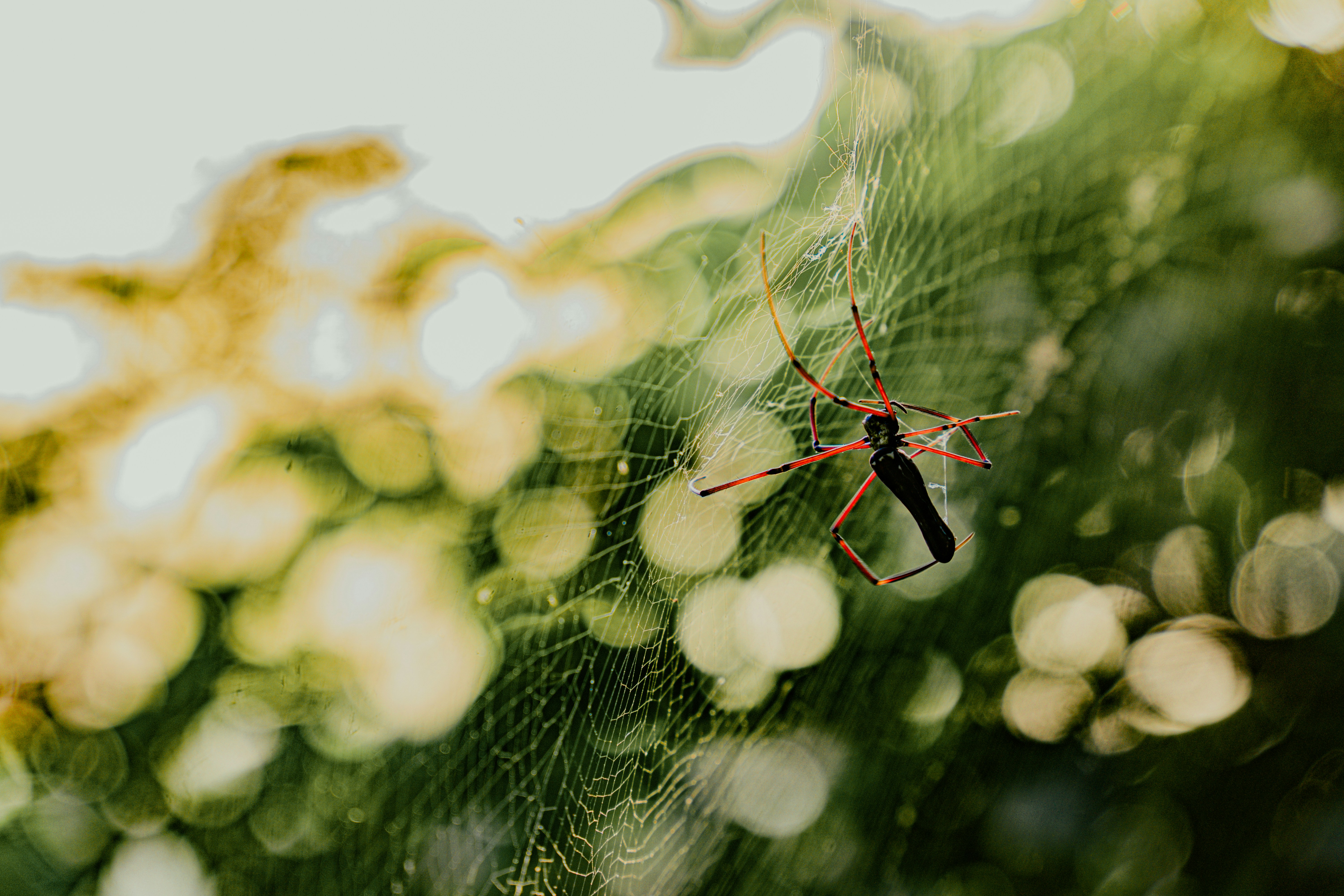 The Art of Web Weaving: Nature's Intricate Craftsman