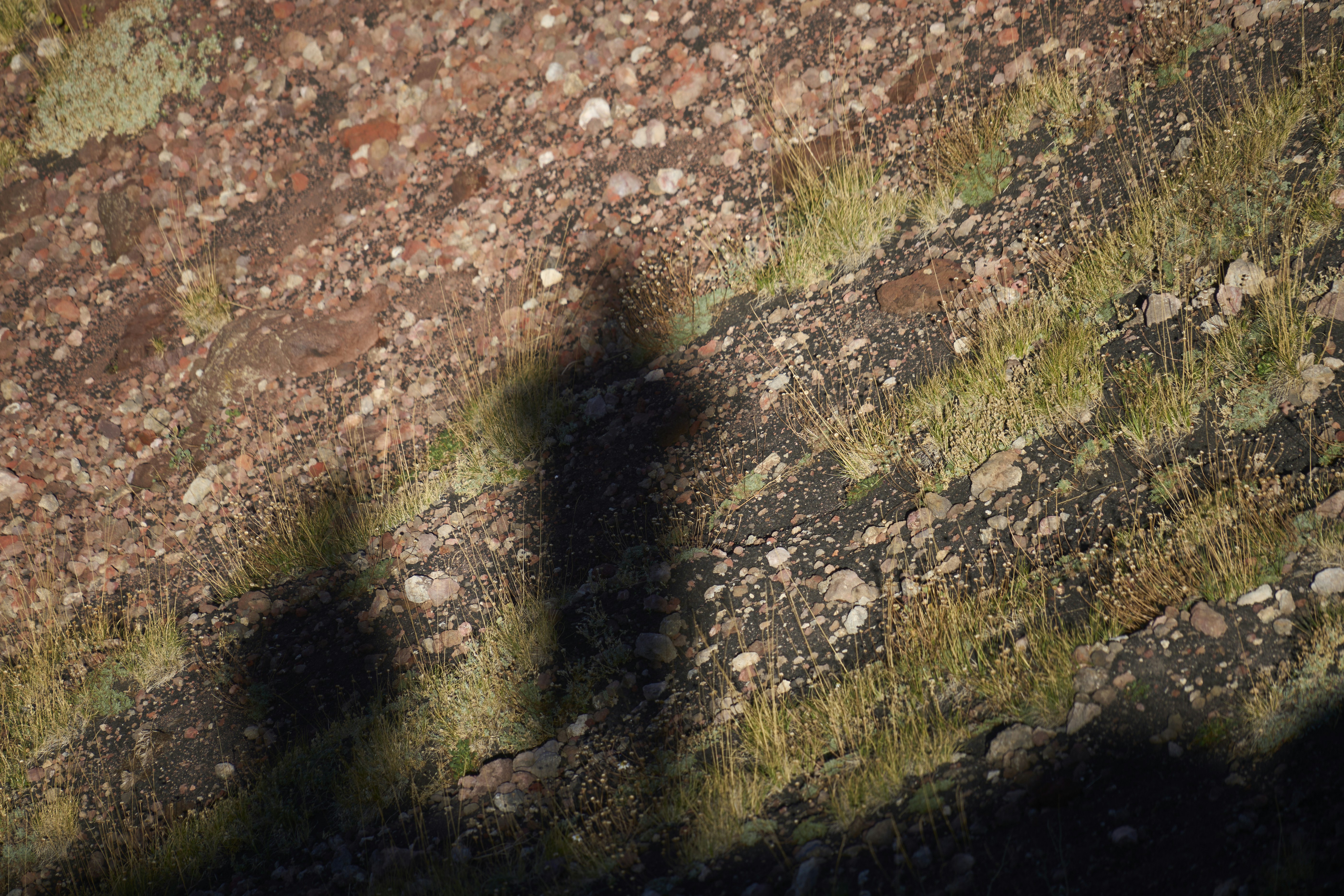 Shadows on Weathered Ground: Dual Silhouettes Over Pebbles and Grass