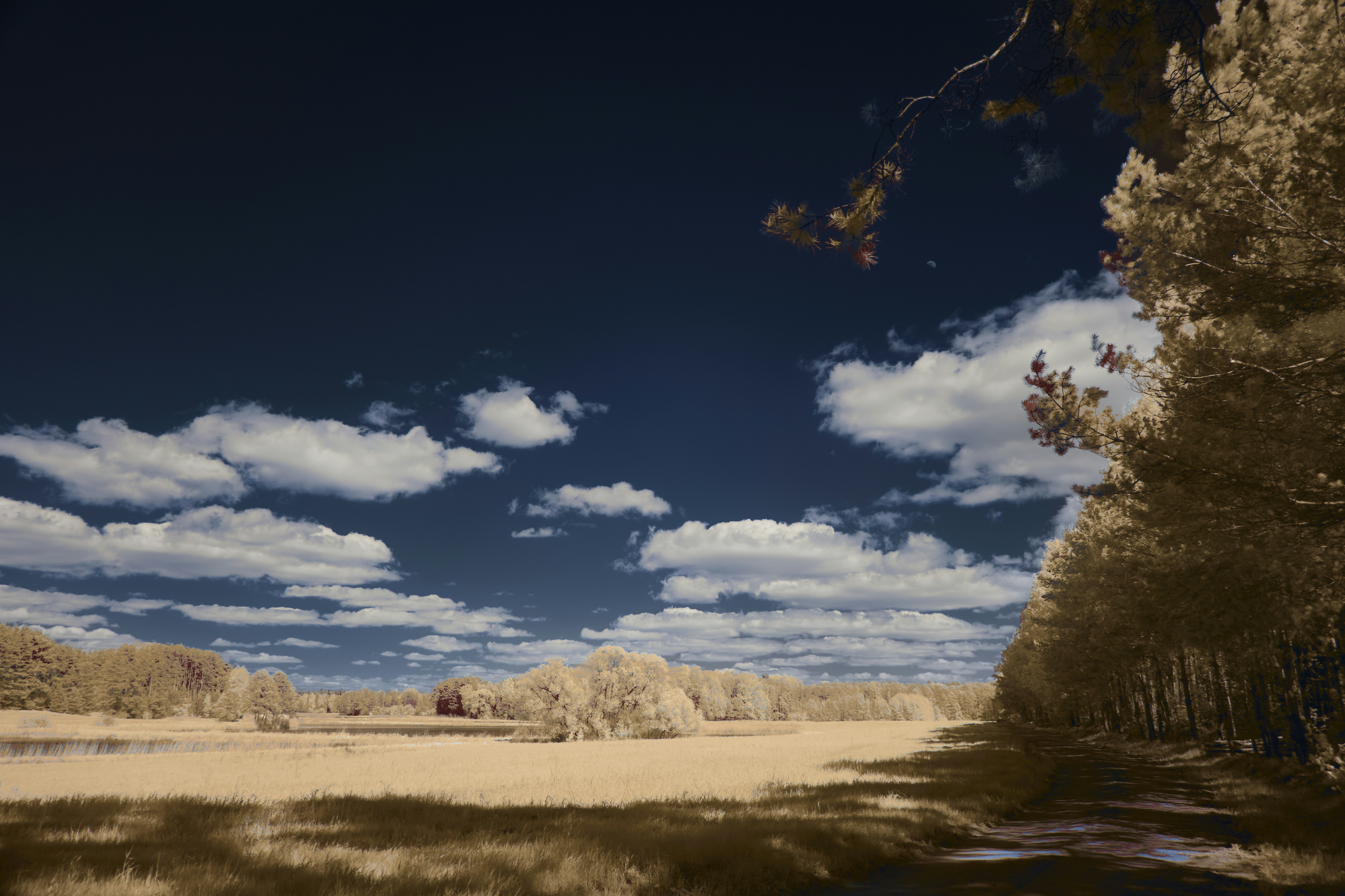 A serene landscape showcasing a golden field under a dramatic sky, captured in infrared, highlighting the contrast between foliage and clouds.