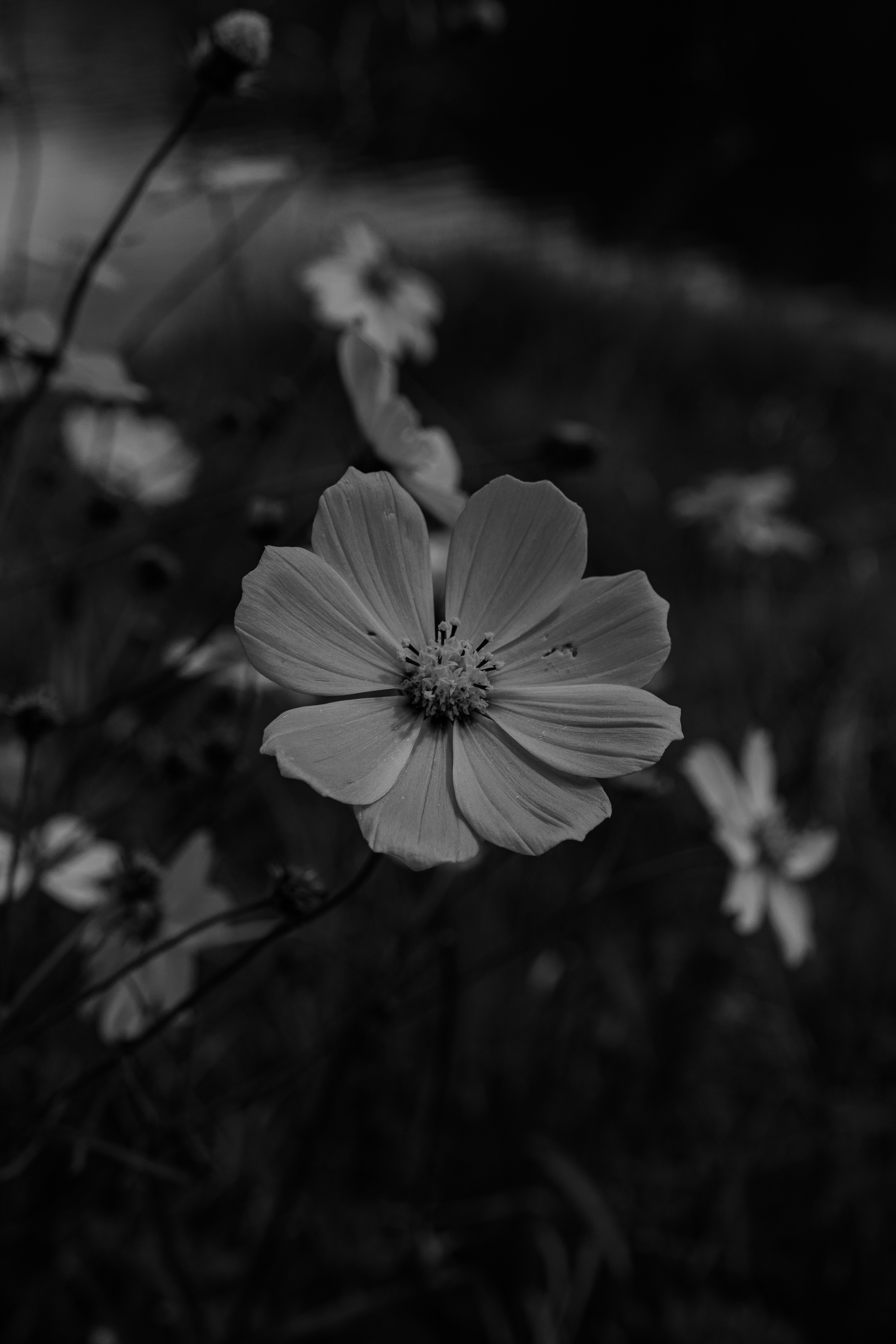 A delicate flower blooms in soft focus.