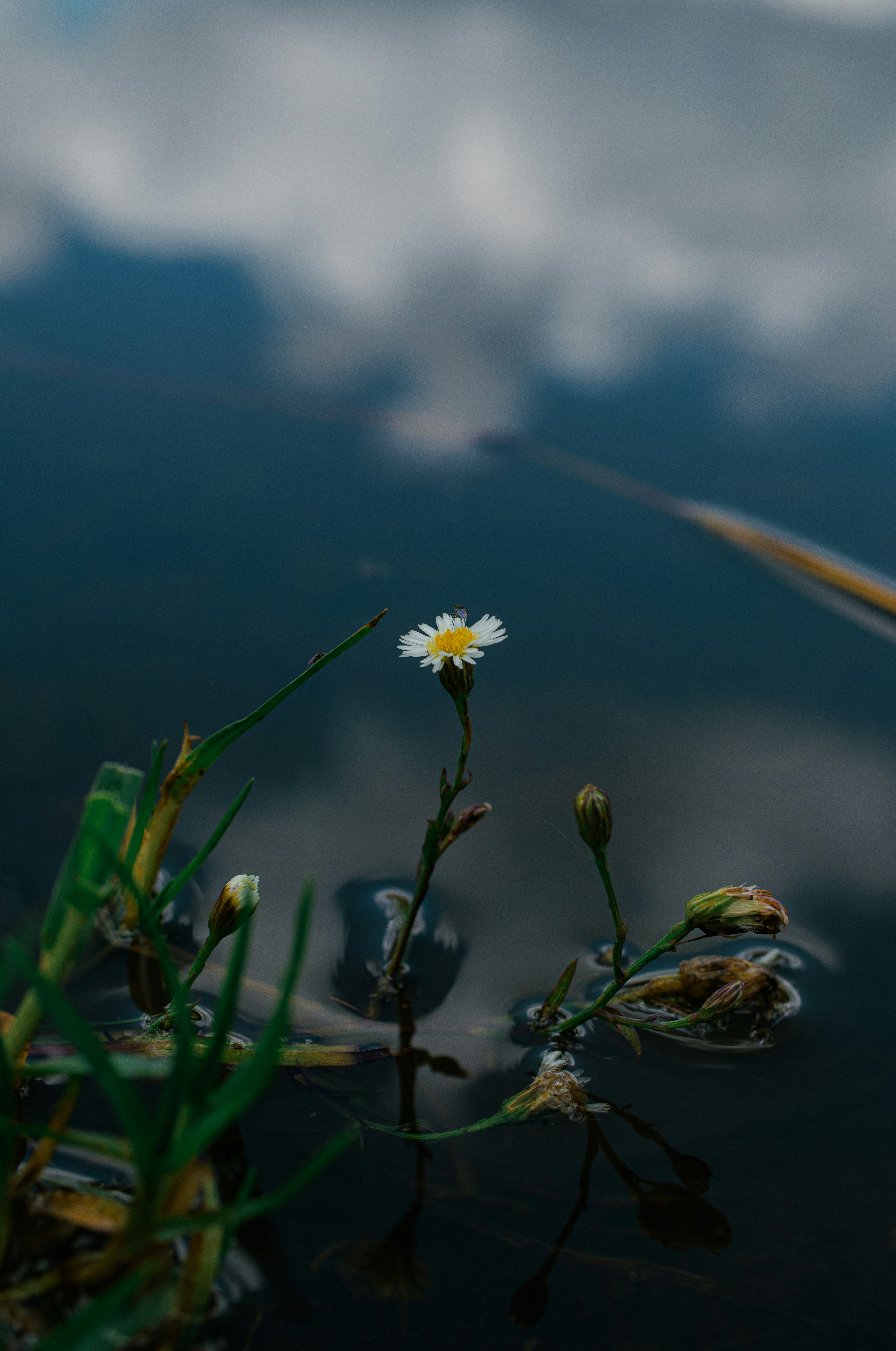 Resilient Bloom Amidst Reflection