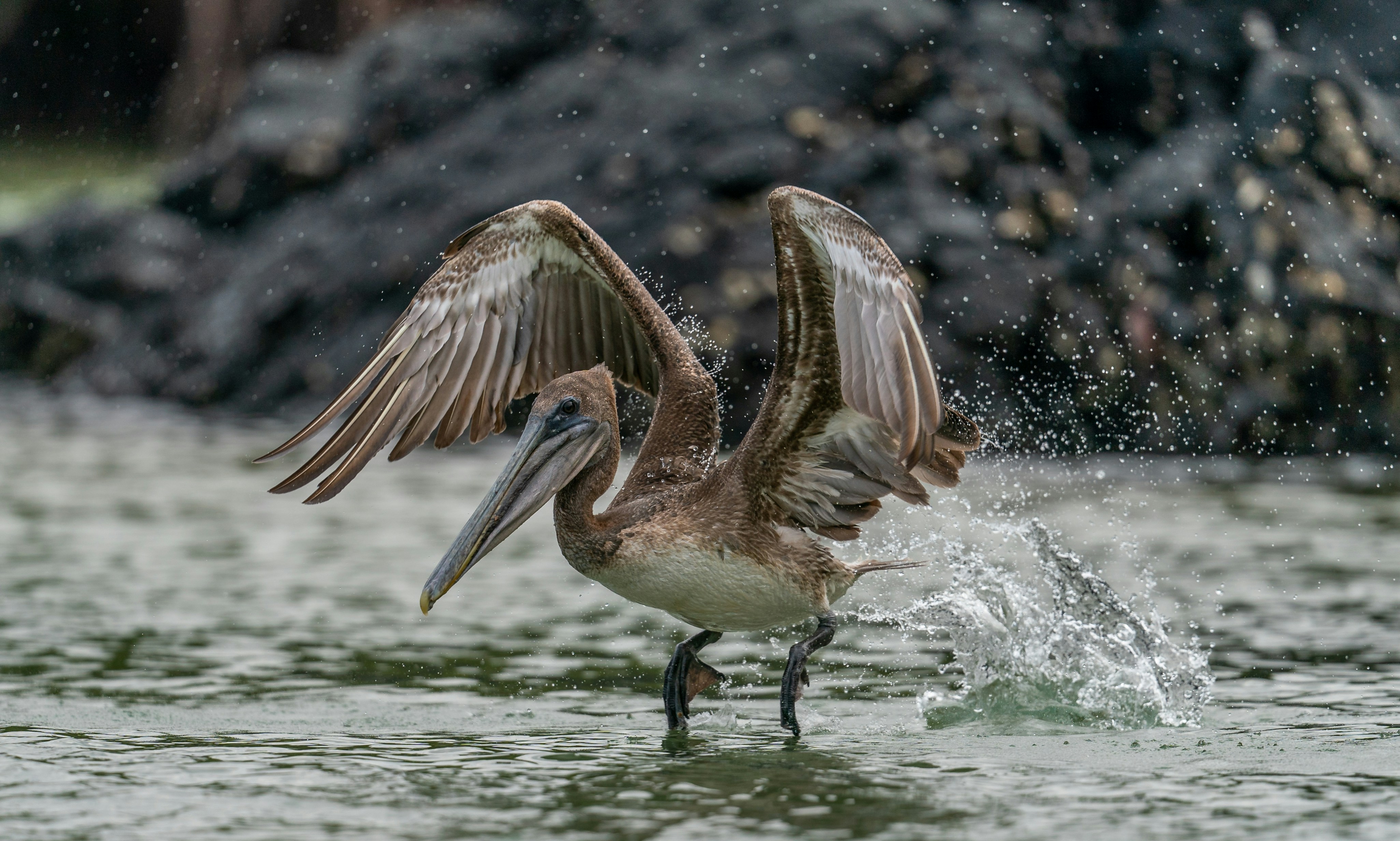 The Dance of the Pelican: A Moment of Grace on Water