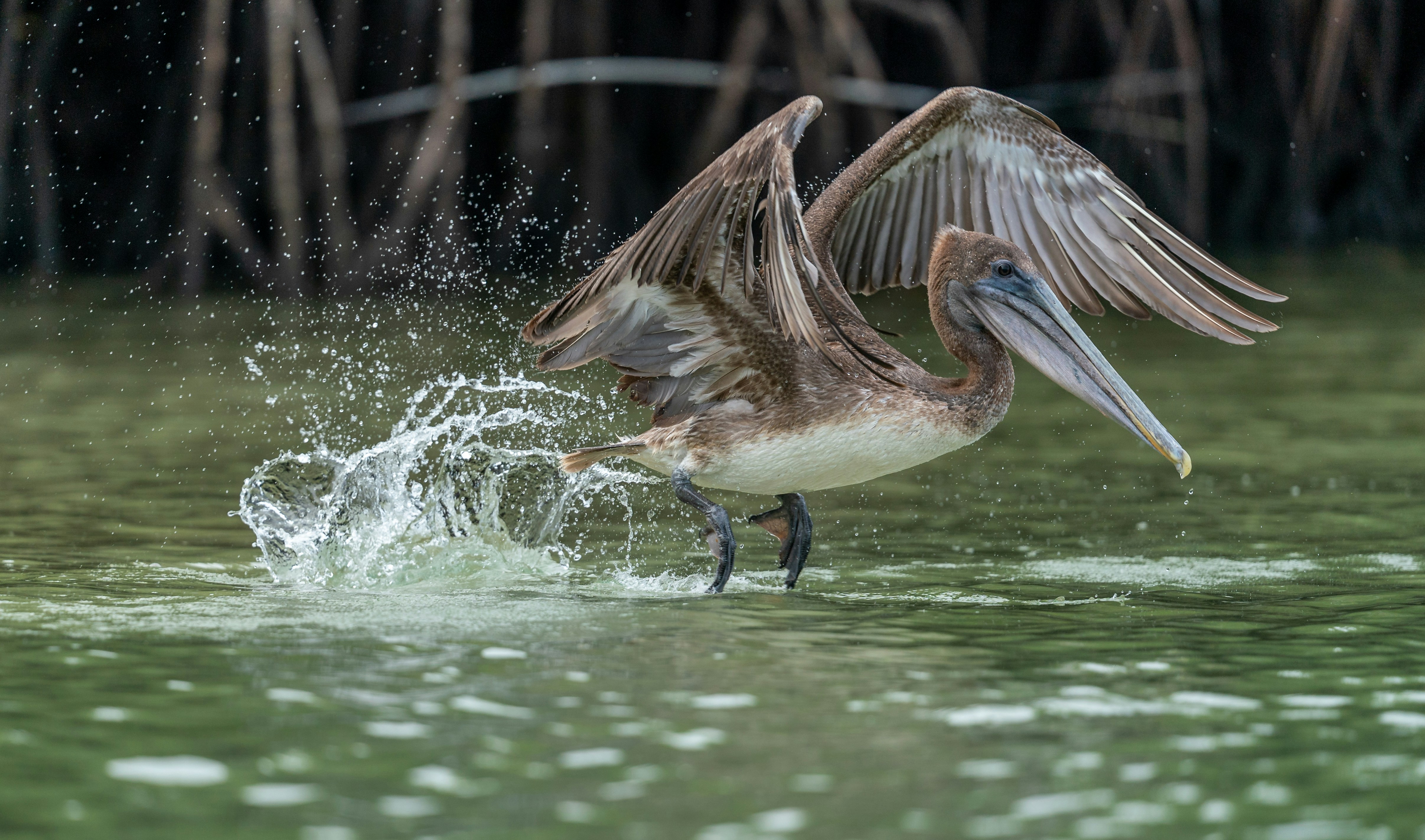 A Dance of Water and Wings