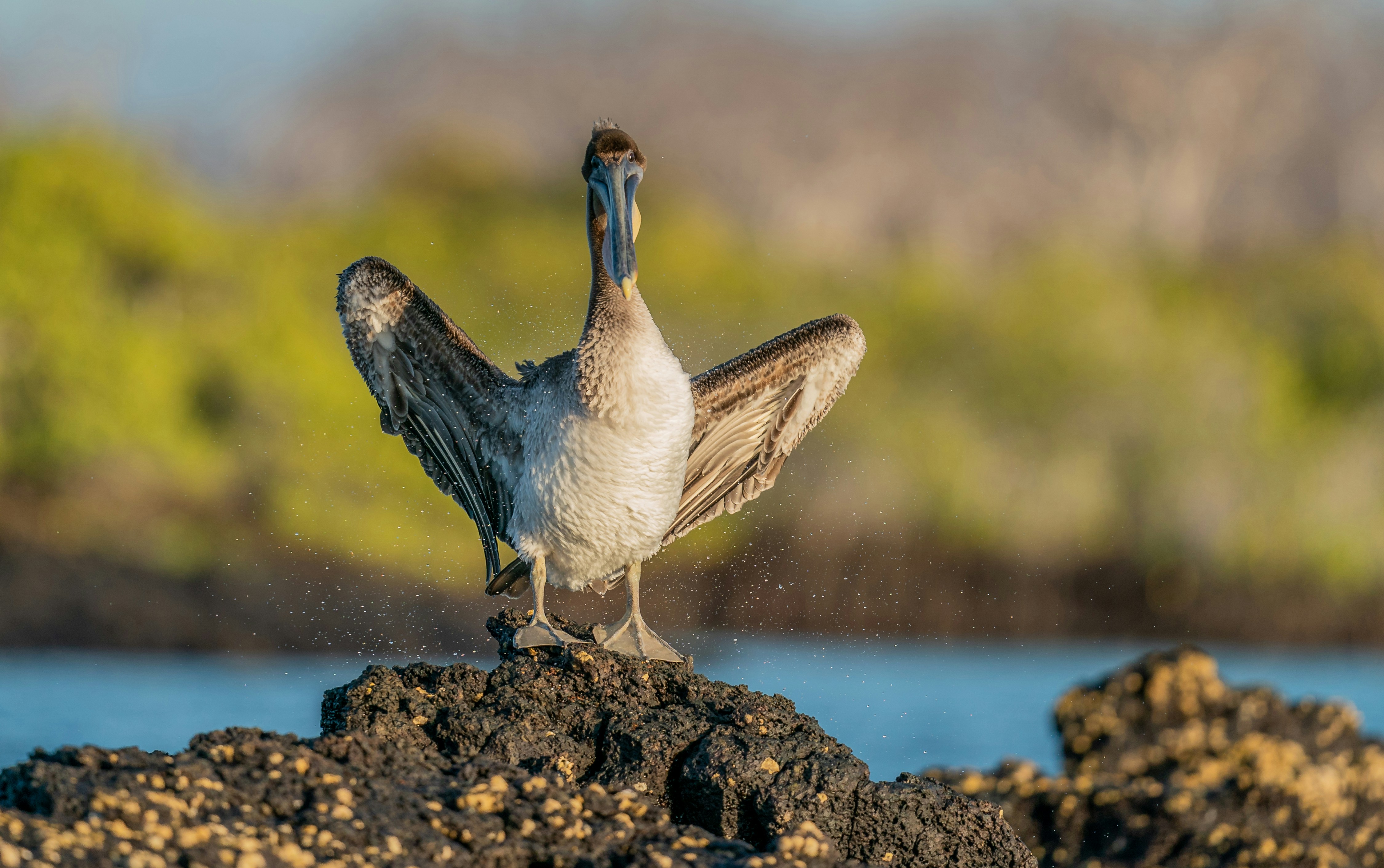 Pelican with wings spread on a rock.