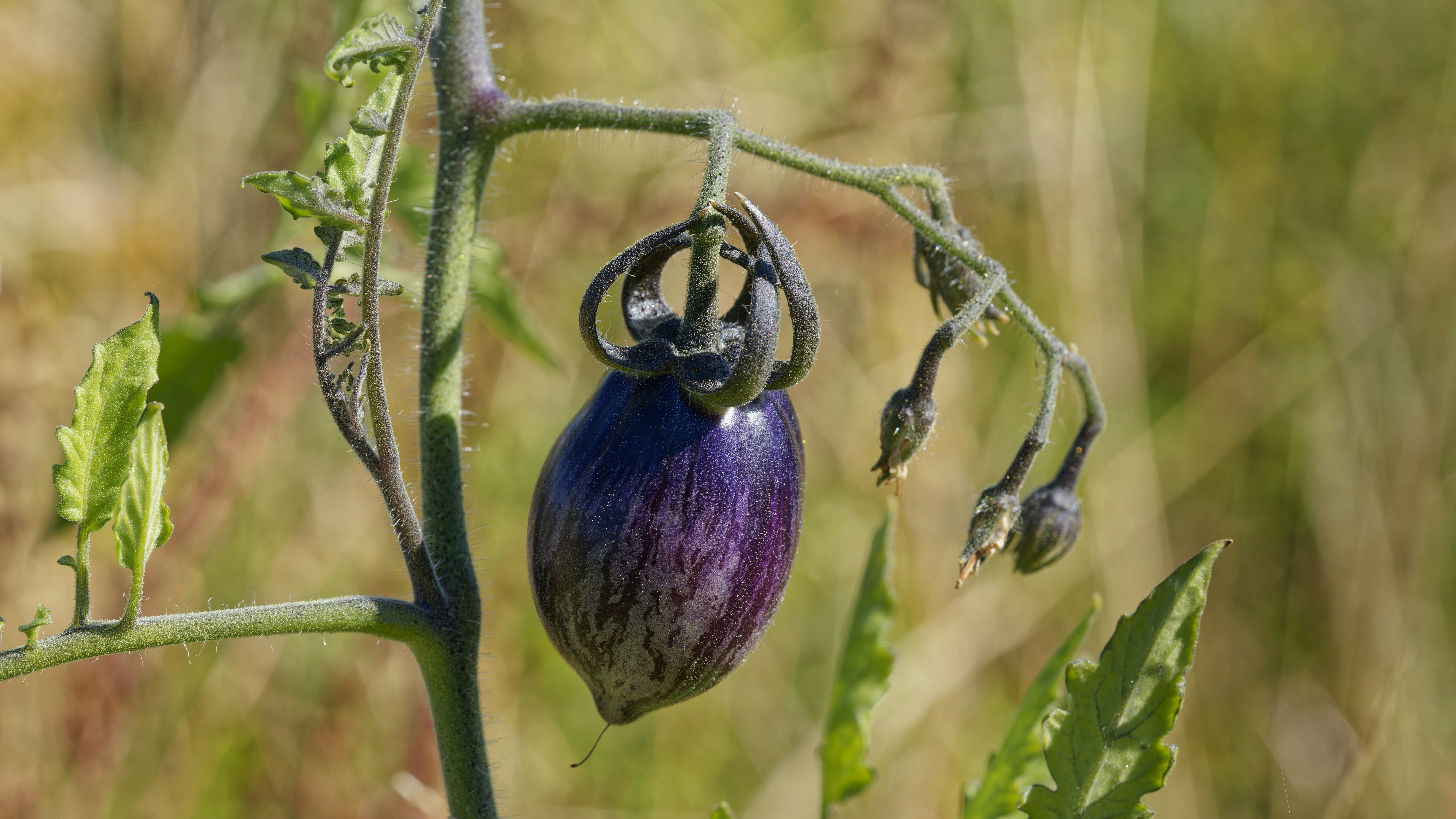 Purple Pendant on a Sunlit Vine: A Quiet Harvest Moment