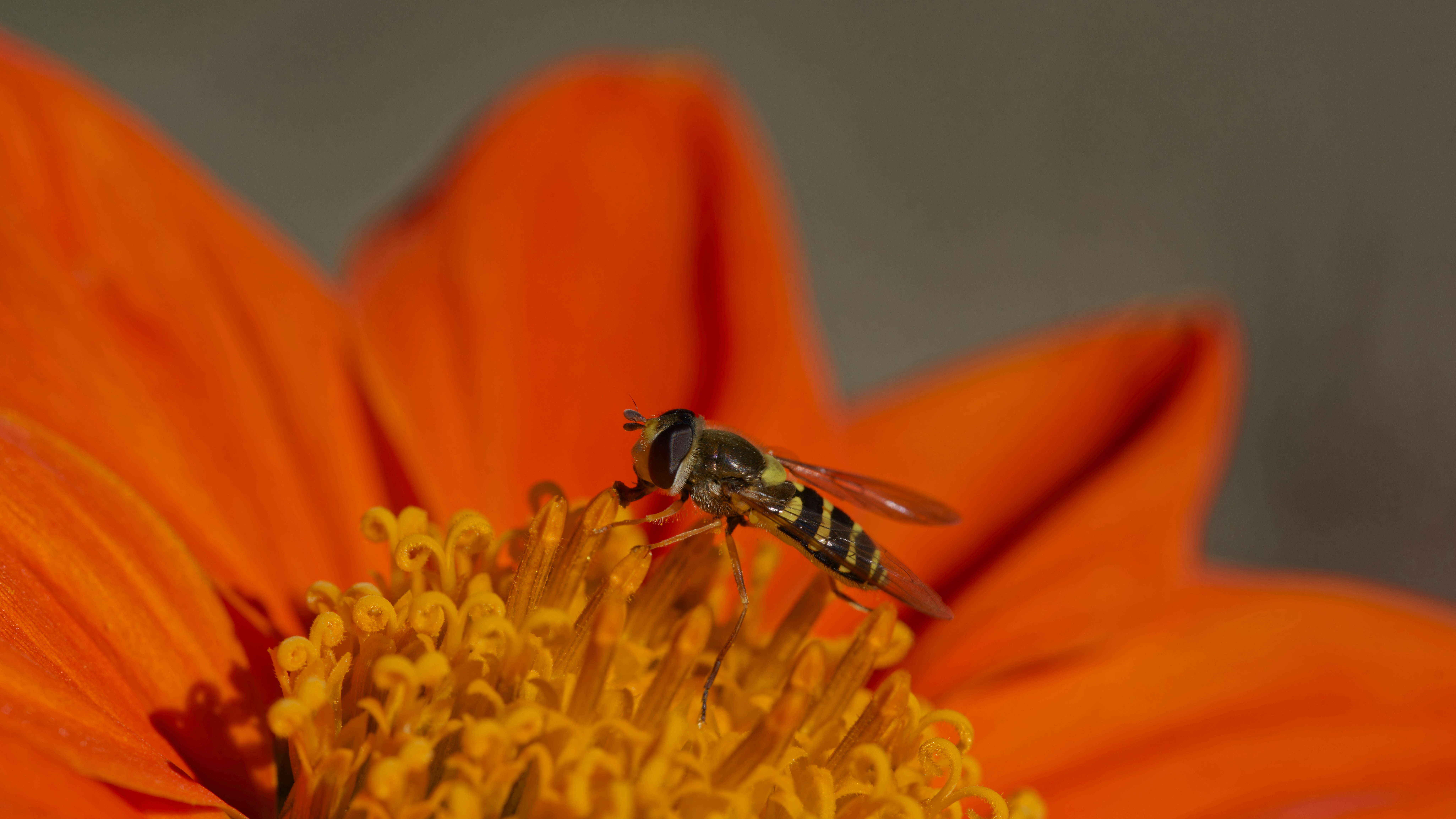 Nature's Tiny Artisan: The Pollinator's Dance