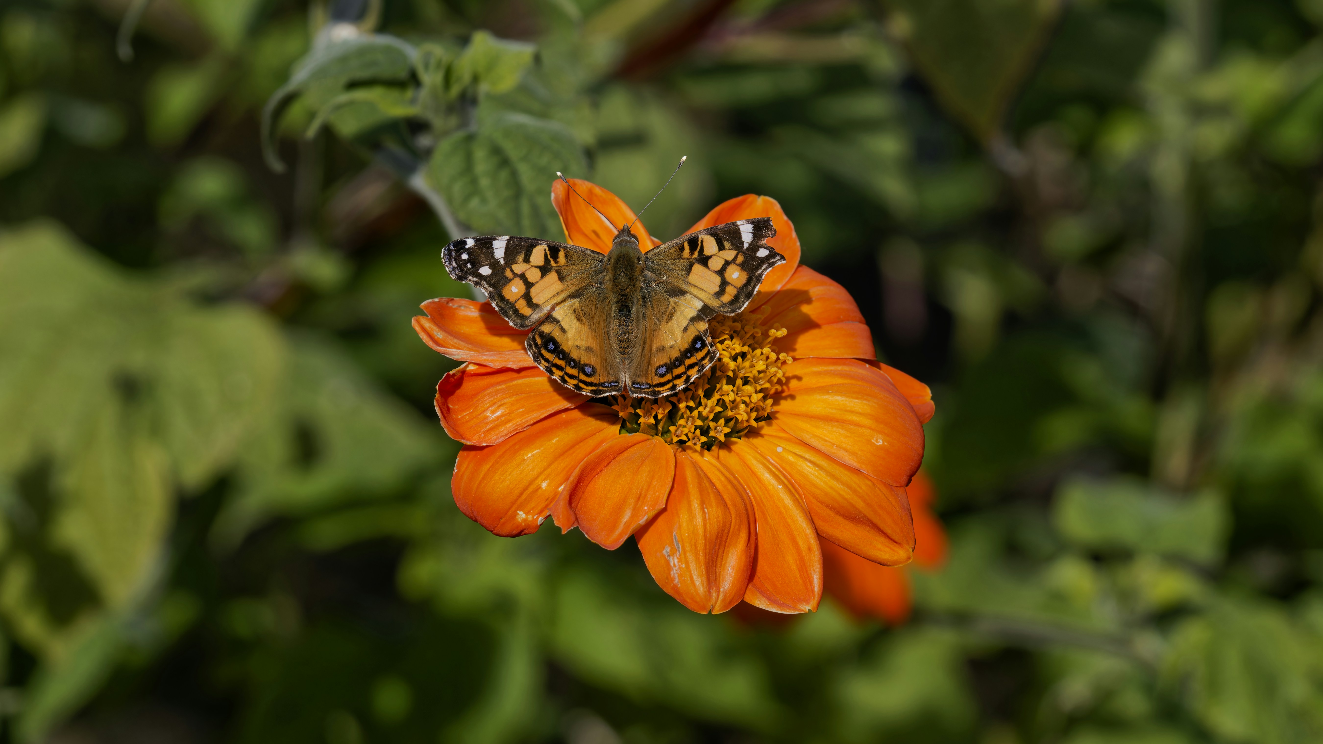 Harmony in Nature: A Butterfly's Embrace