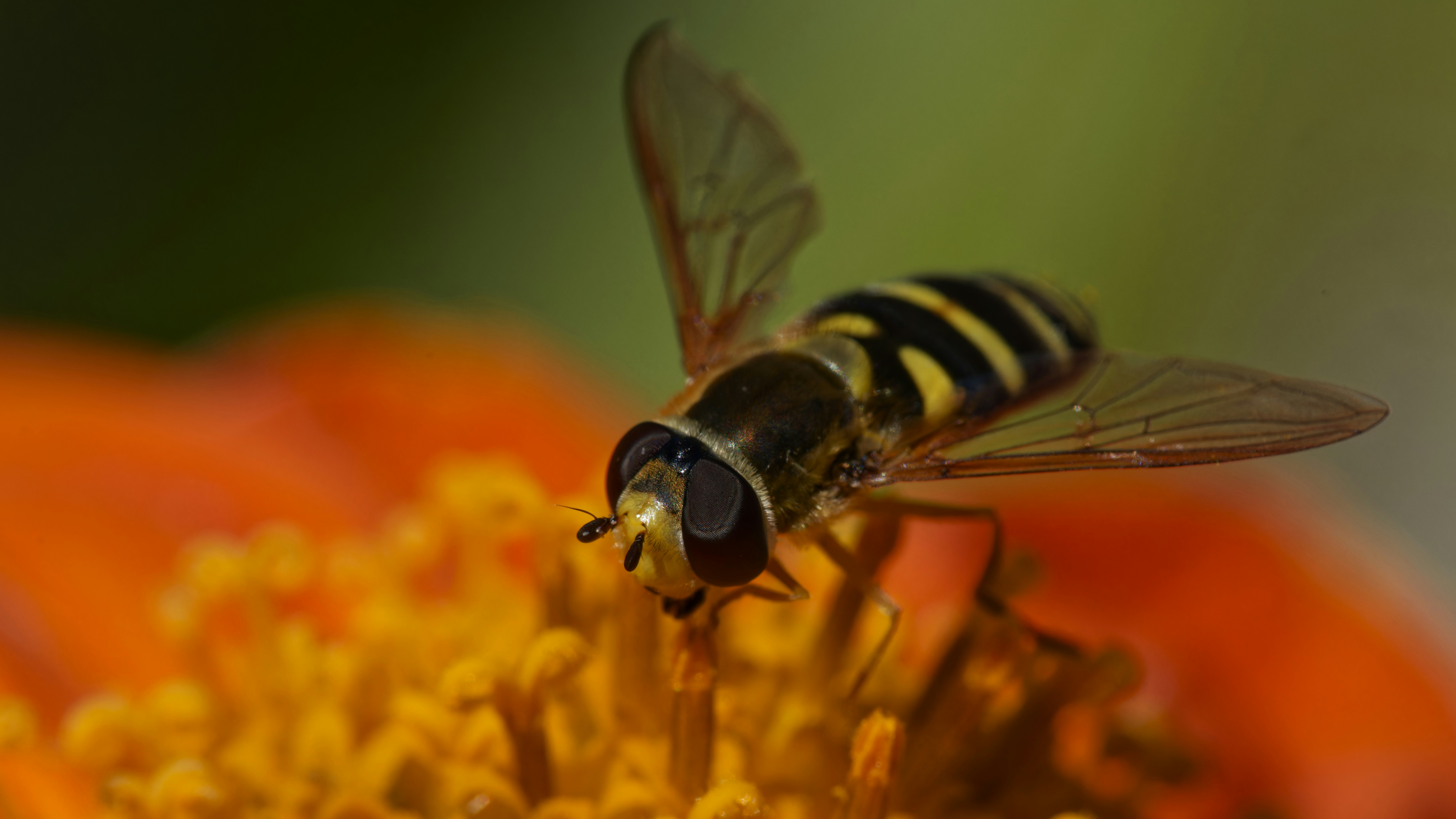 A hoverfly rests on an orange flower.