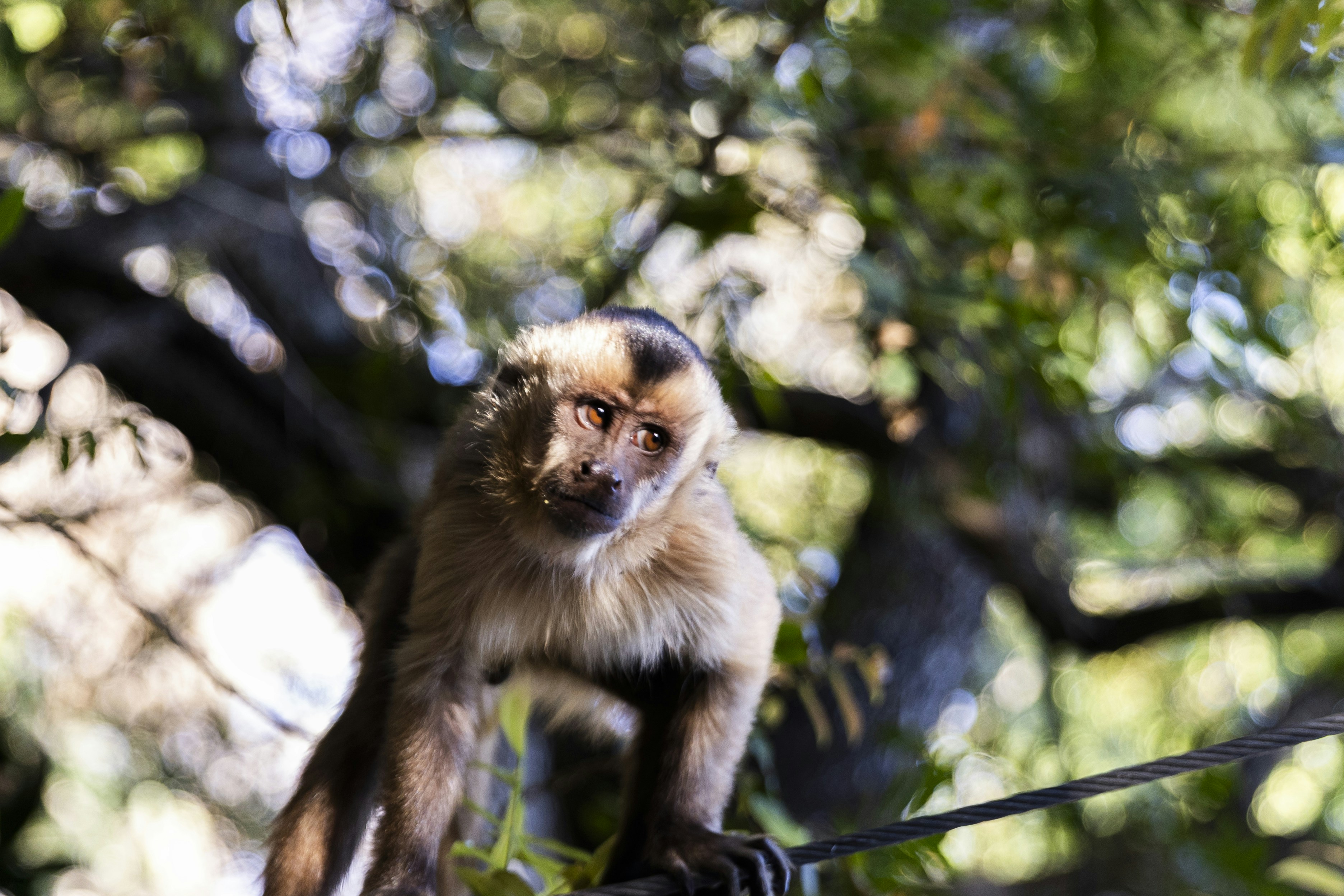 The Curious Glance of the Capuchin