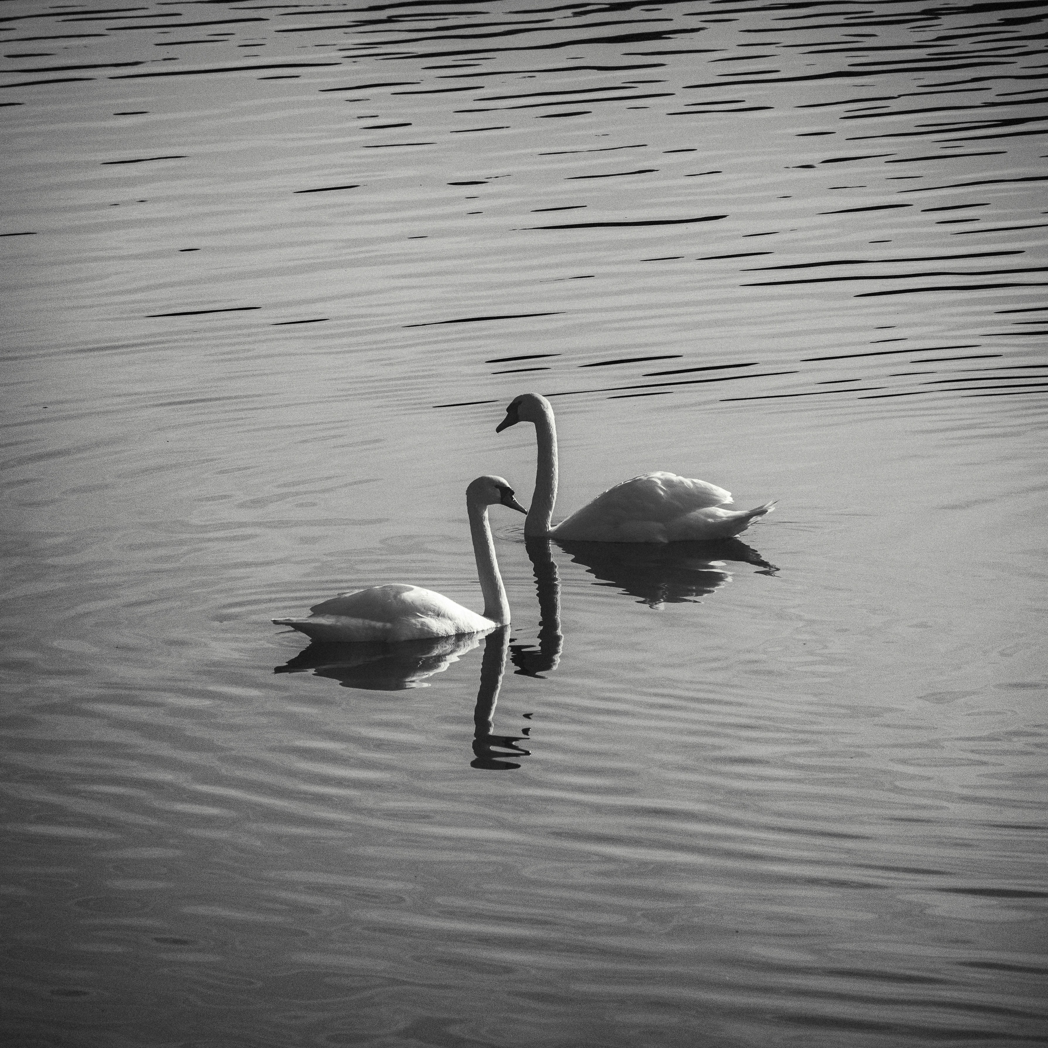 Two swans floating in calm water, reflected perfectly in a soft monochrome light. A quiet and contemplative nature scene. | Two swans swim on a rippling lake.