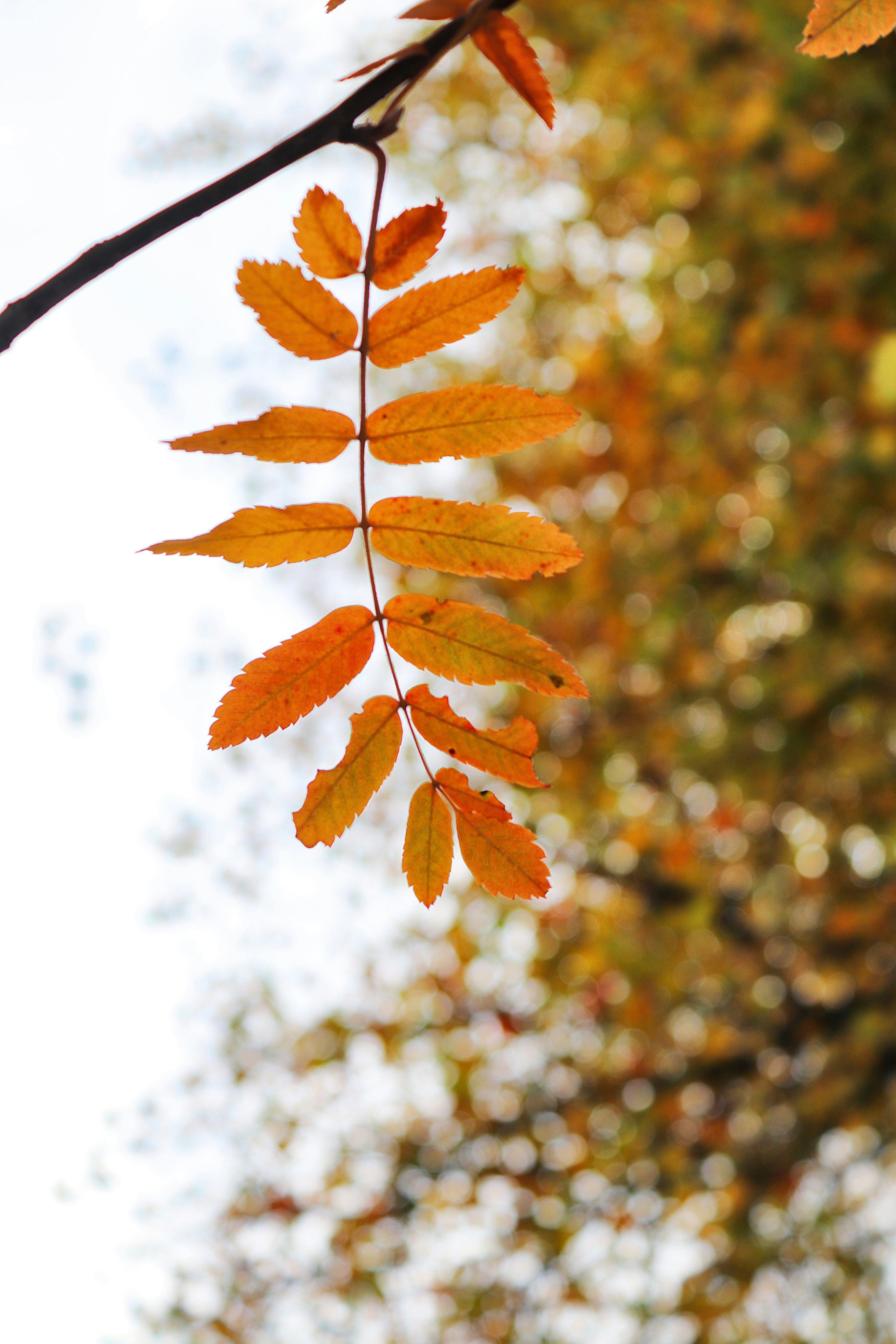 Autumn's Golden Embrace