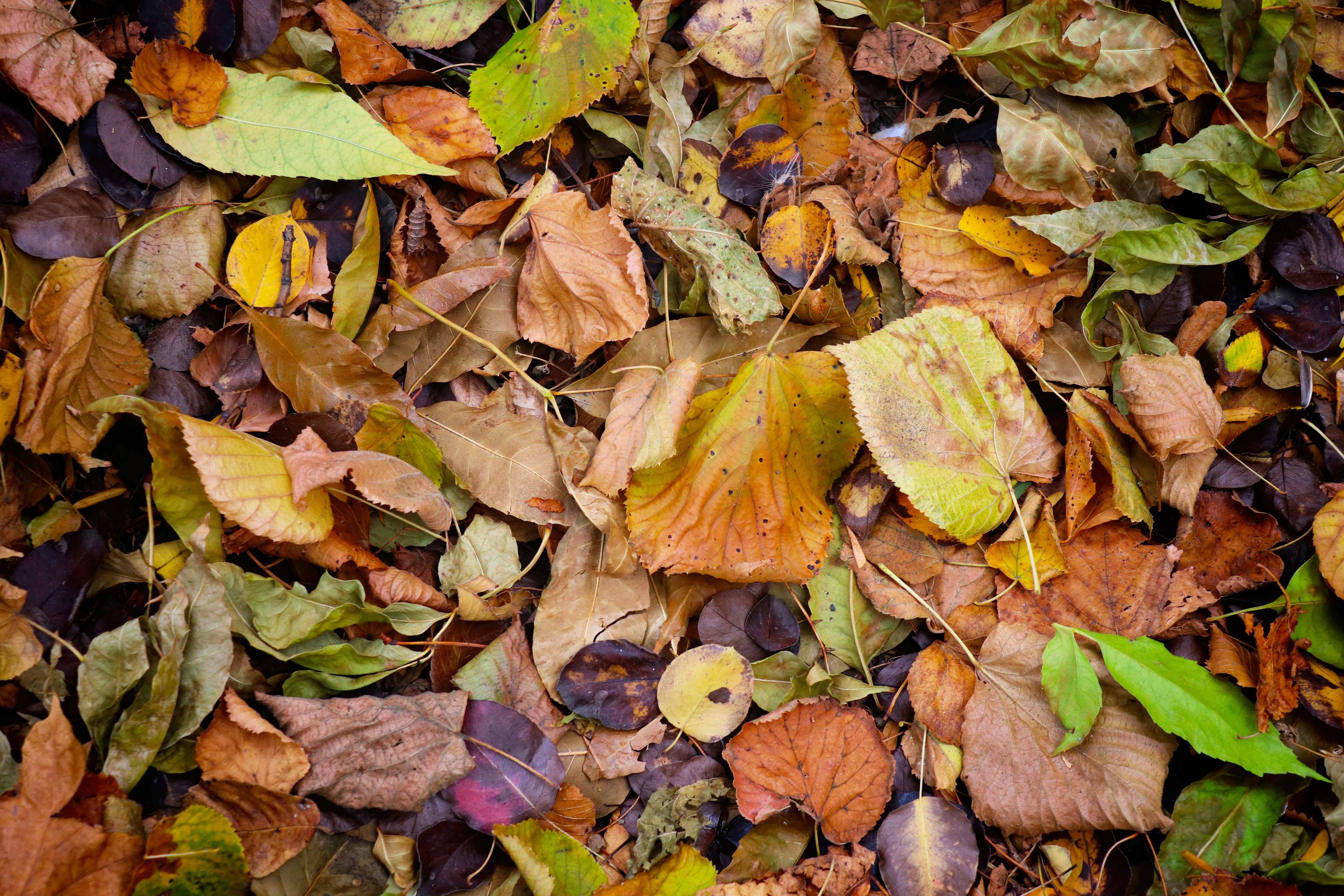 A pile of fallen autumn leaves on the ground.