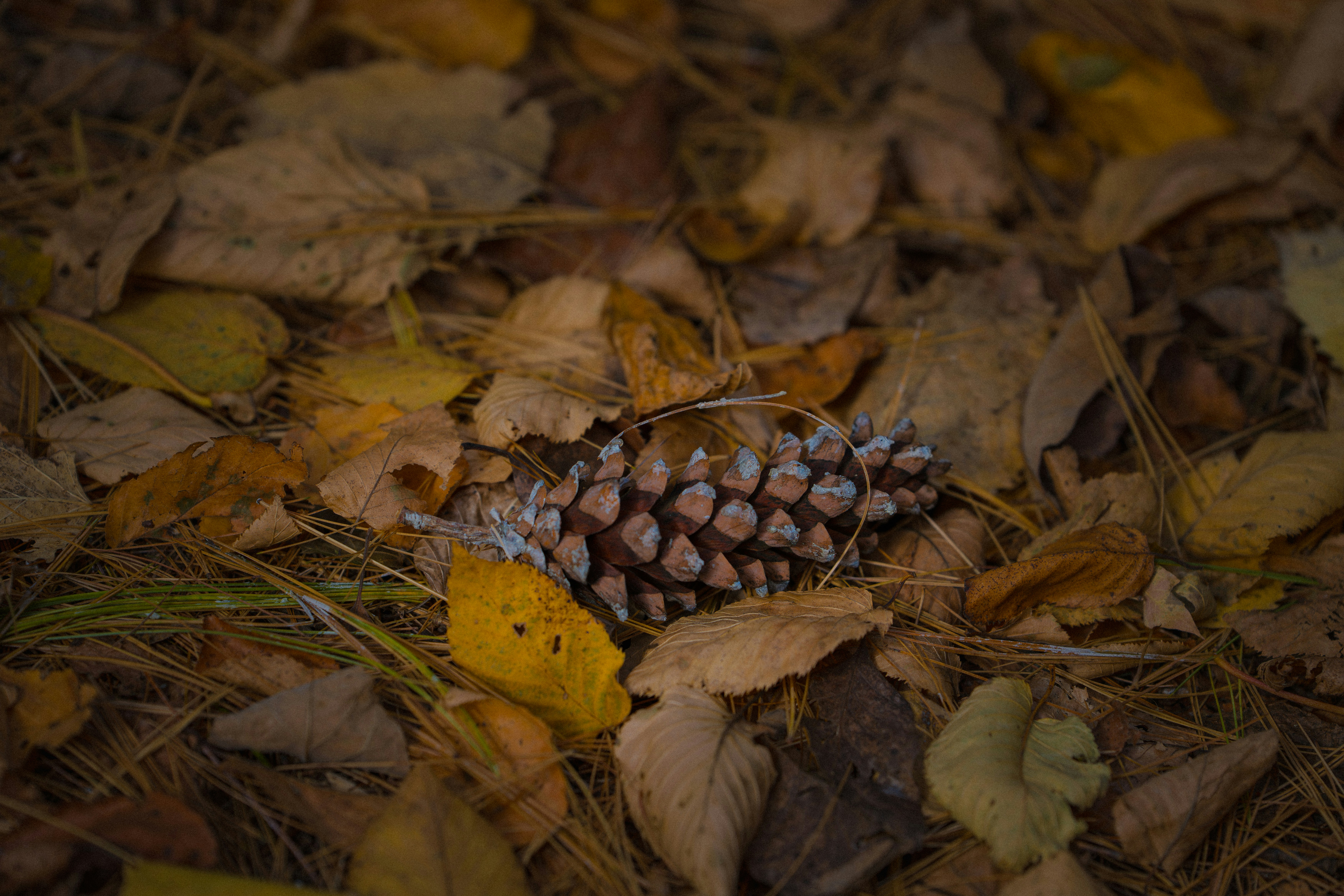 A pine cone rests among a tapestry of autumn leaves on the forest floor.