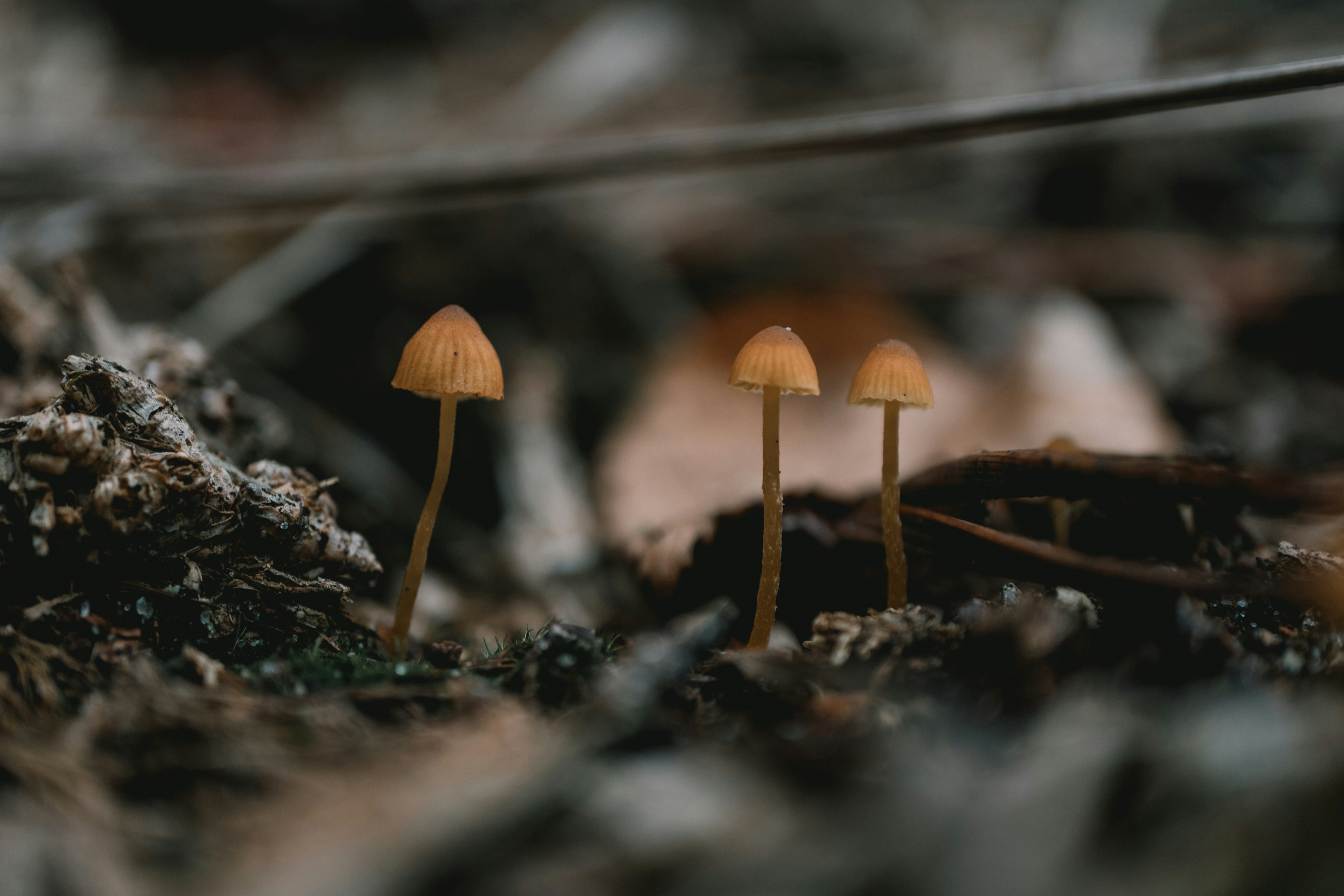 Three small mushrooms grow in the forest floor.