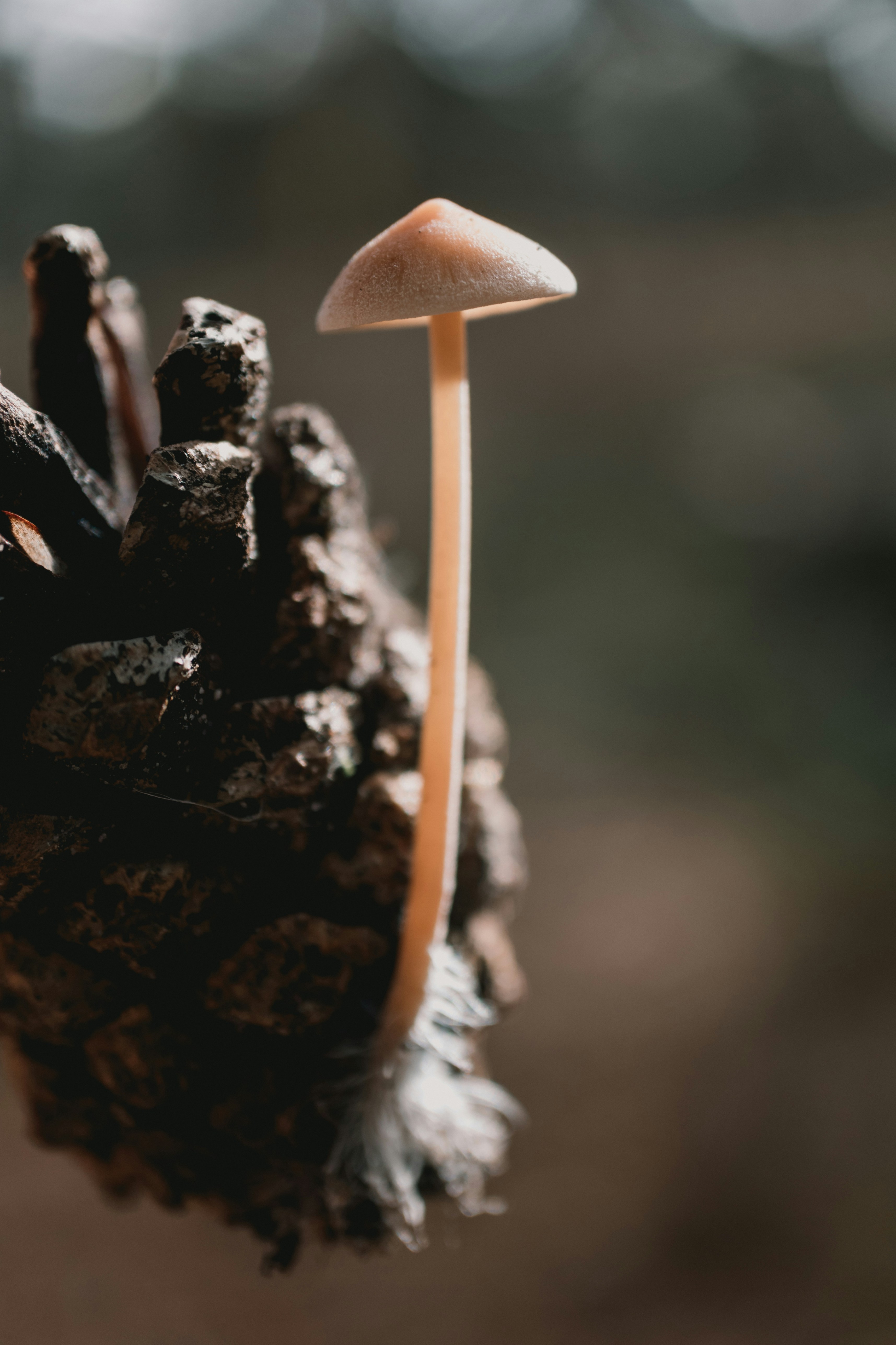 Nature's Delicate Sculpture: The Pine Cone Mushroom