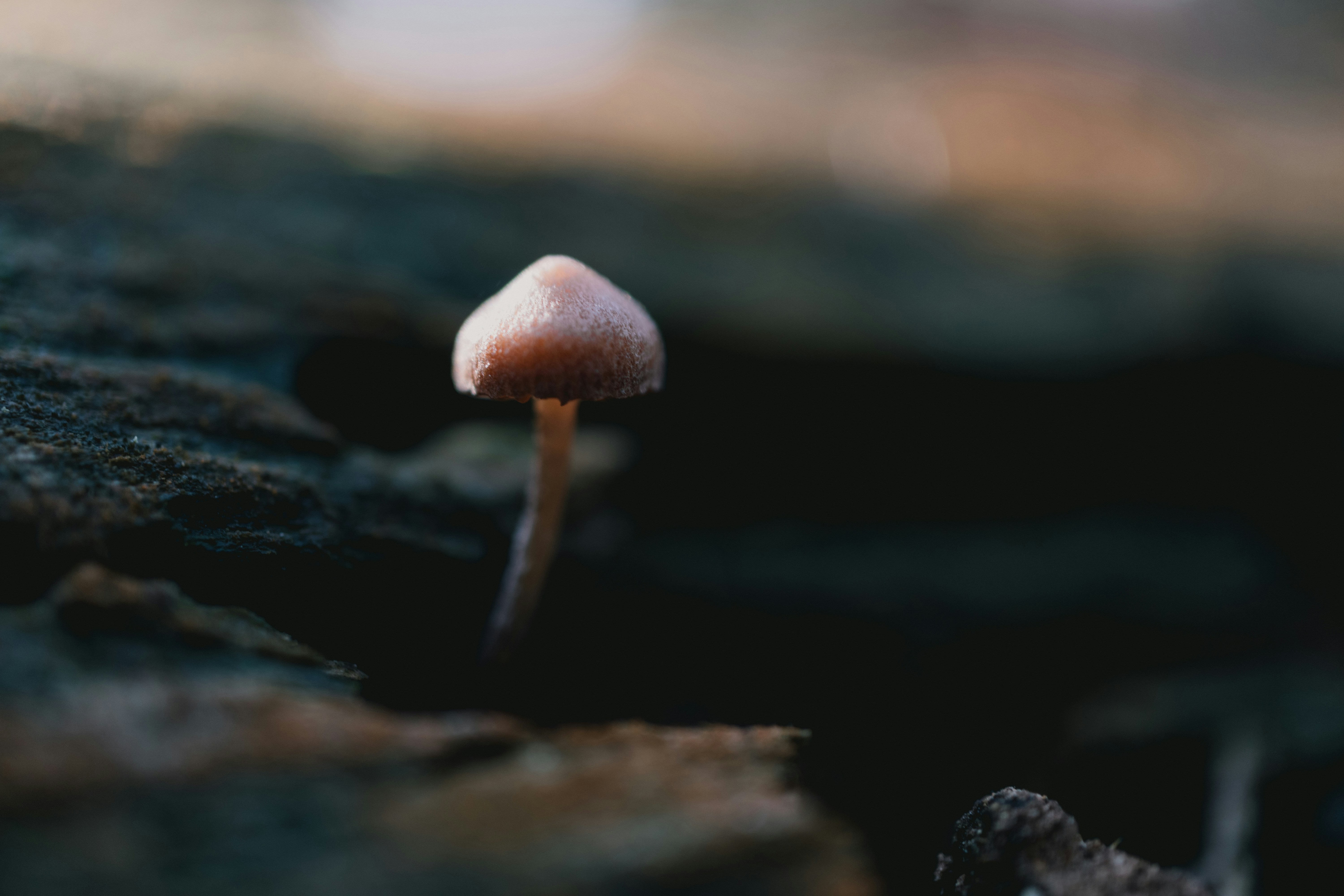 Whispers of the Forest Floor