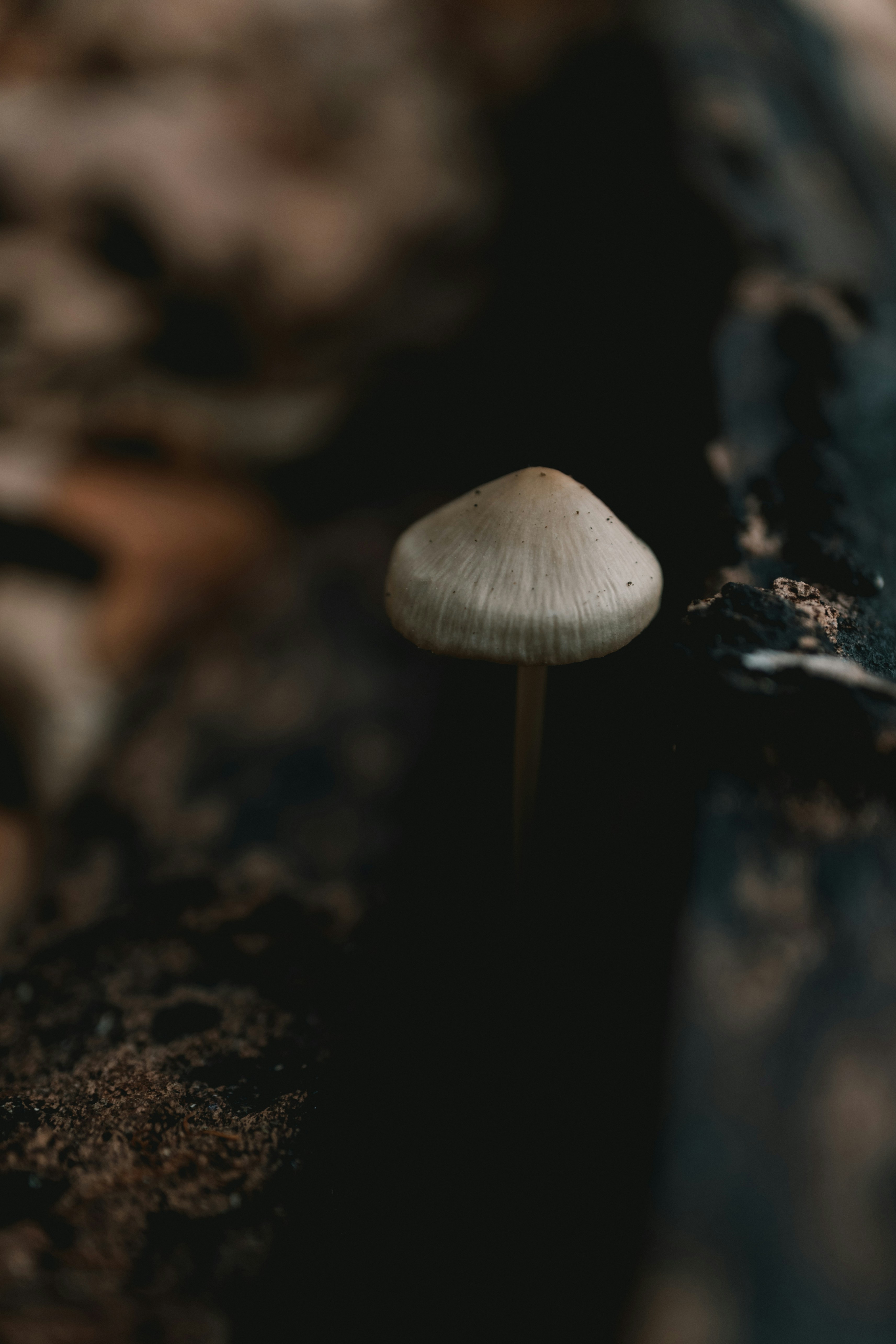 A delicate mushroom stands alone on a weathered log, surrounded by earthy tones and textures. The scene captures the quiet beauty of nature's small wonders.
