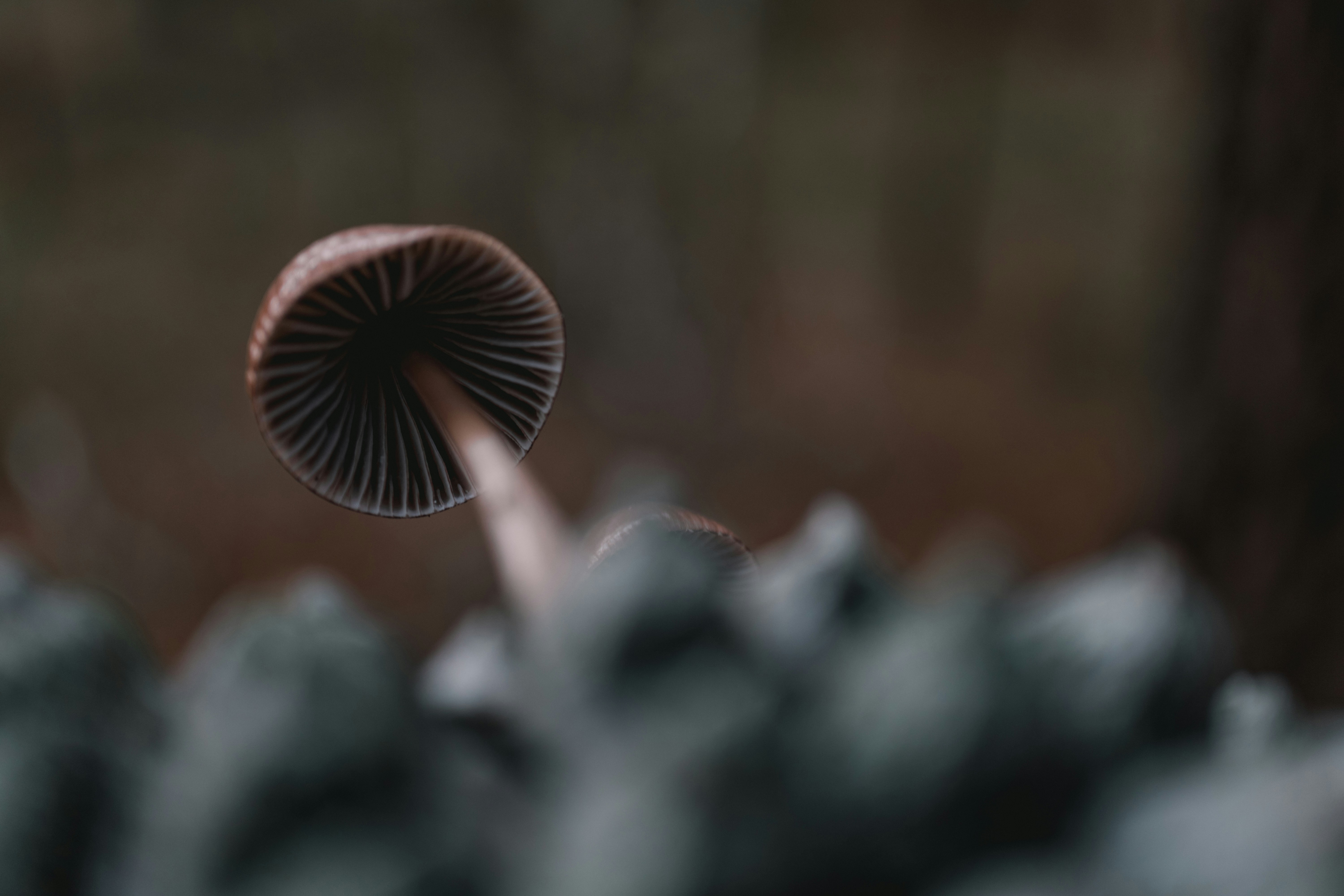 A single mushroom growing in the forest