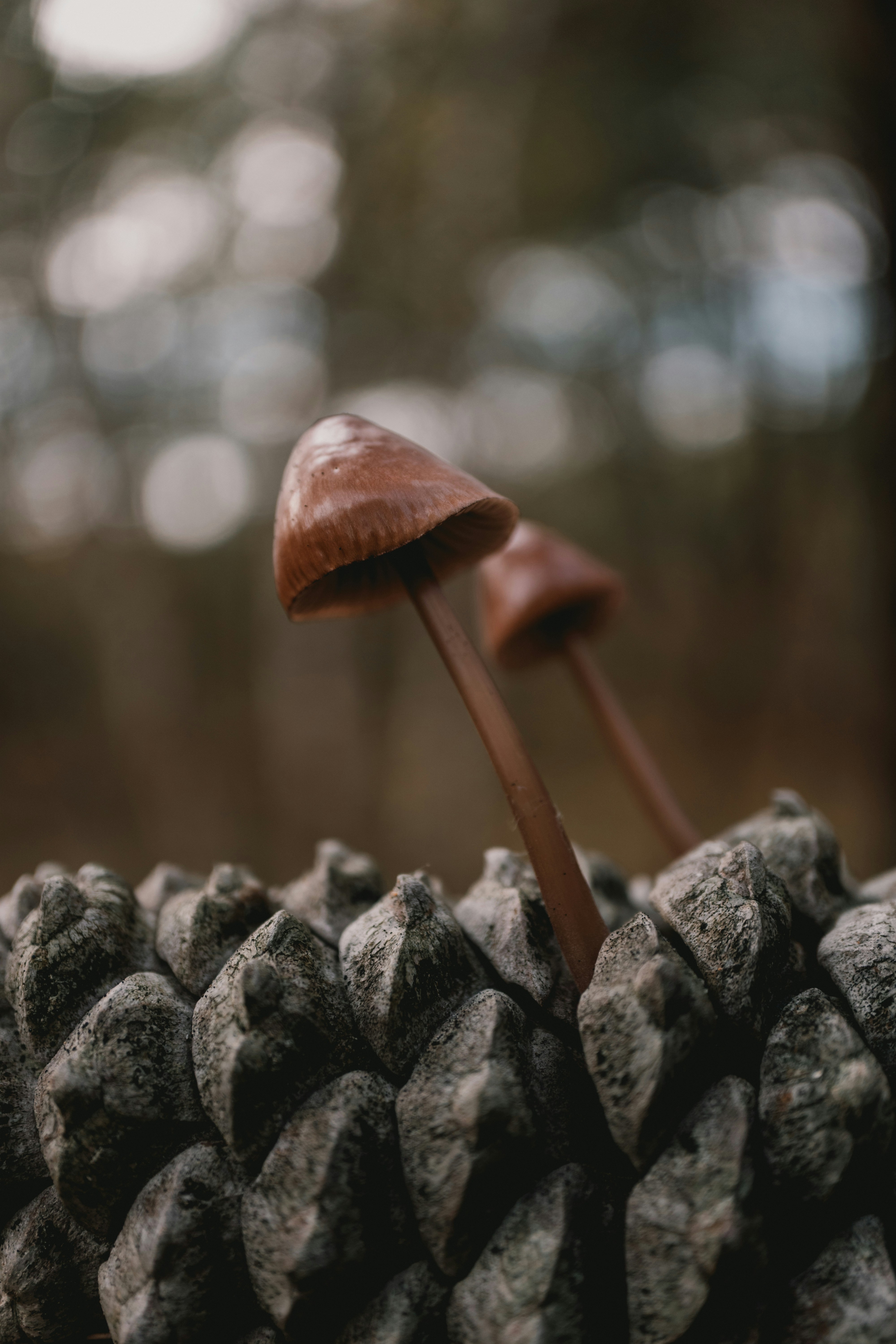 Nature's Subtle Symphony: Mushrooms on Pine Cones
