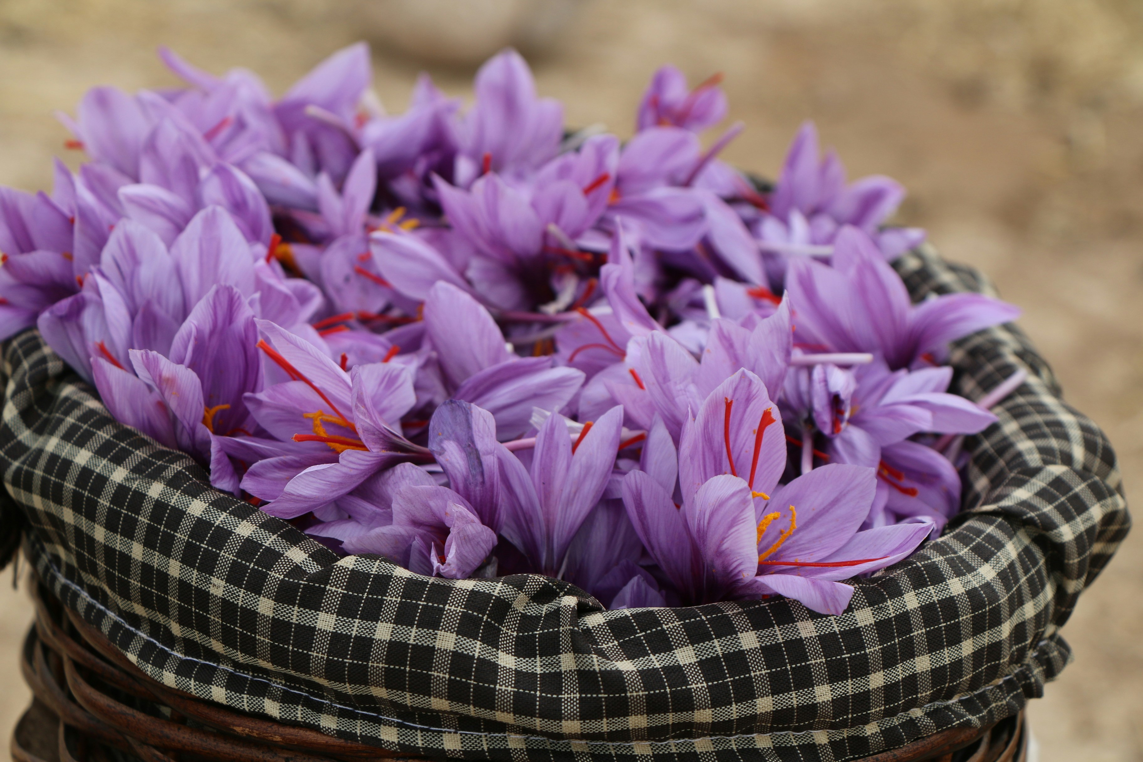Purple Crocuses Nestling in a Plaid-Lined Basket
