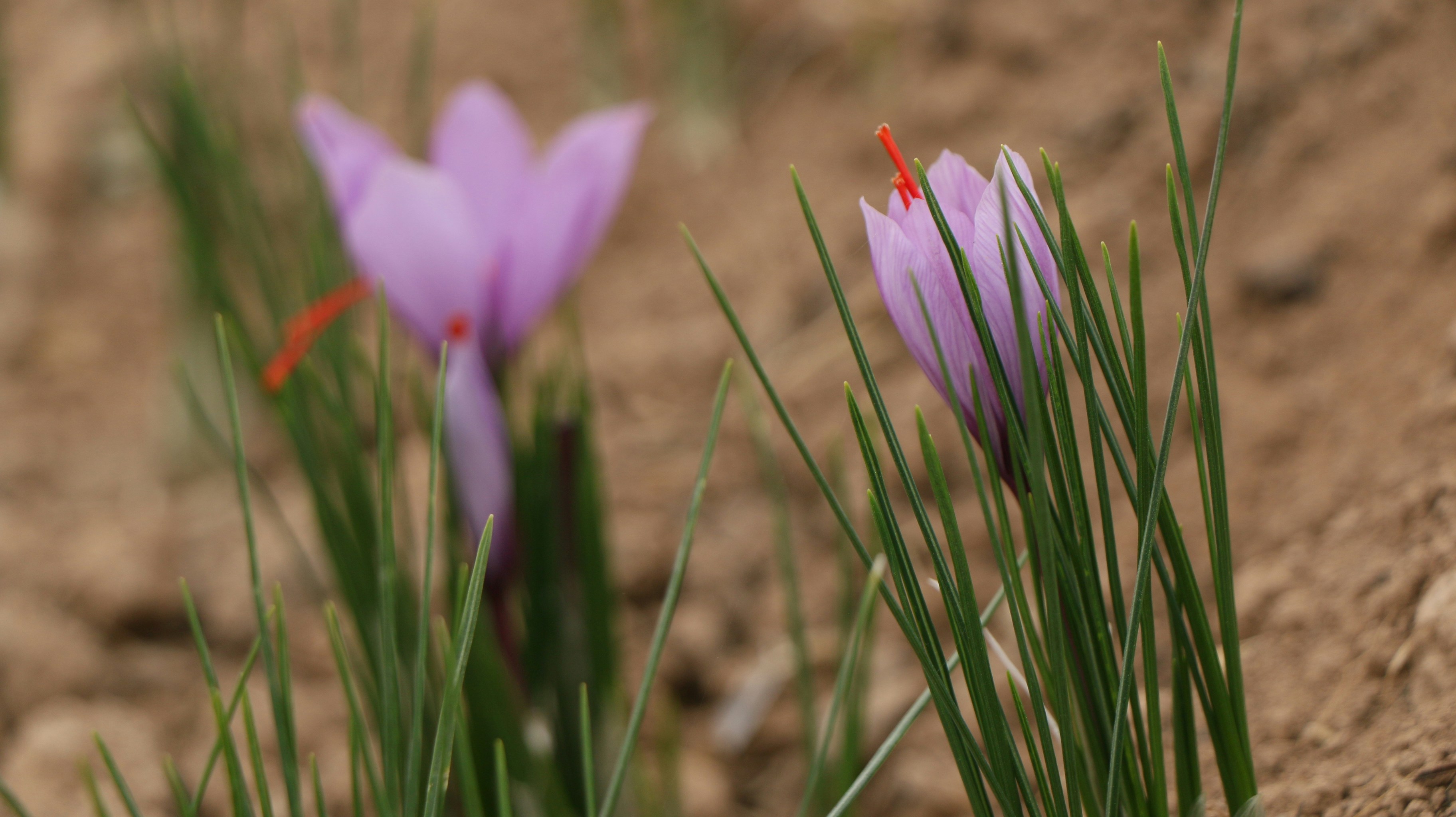 Two purple saffron flowers in a field.Mohammad Amiri