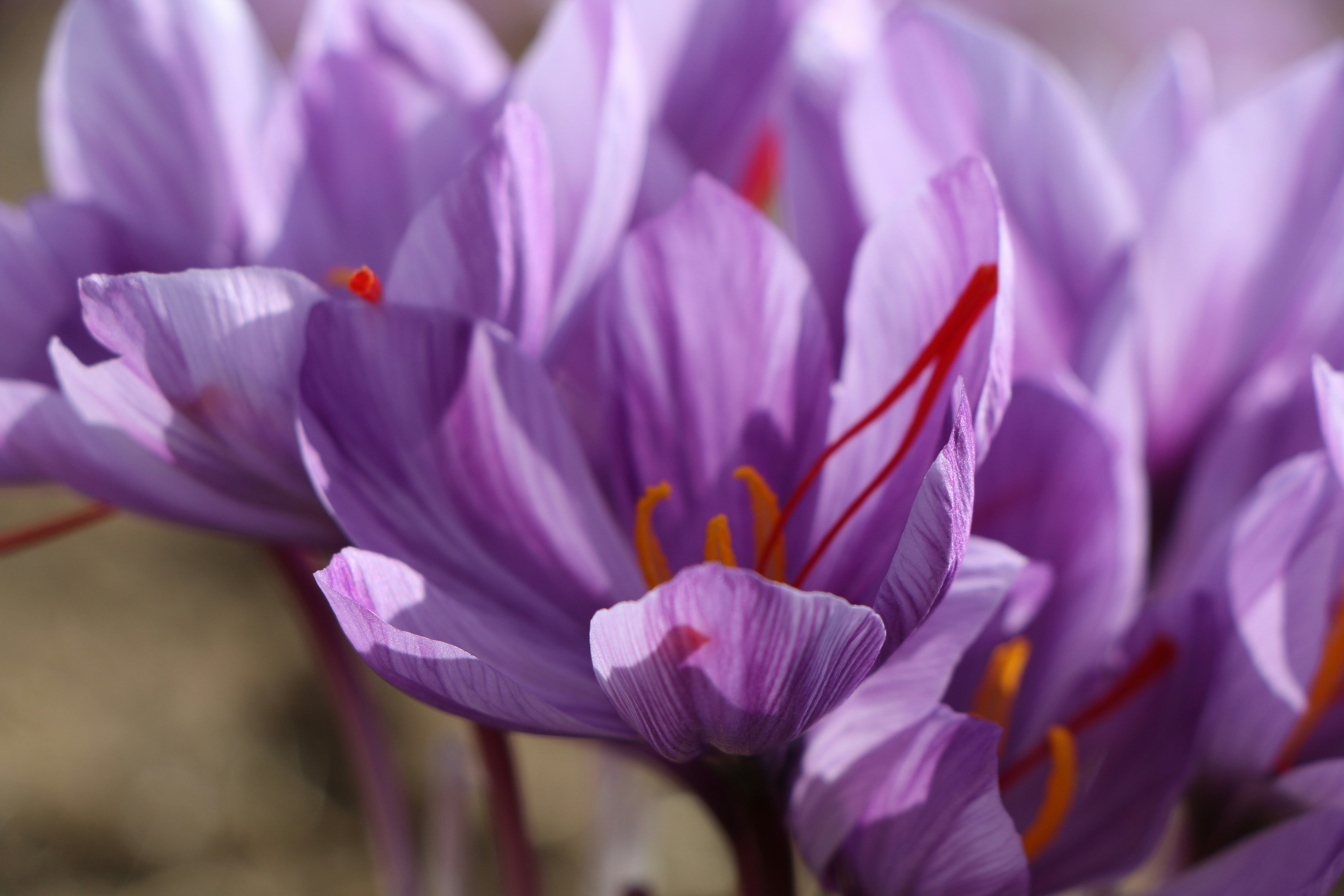 Close up of purple saffron flowers with red stigmas.Mohammad Amiri