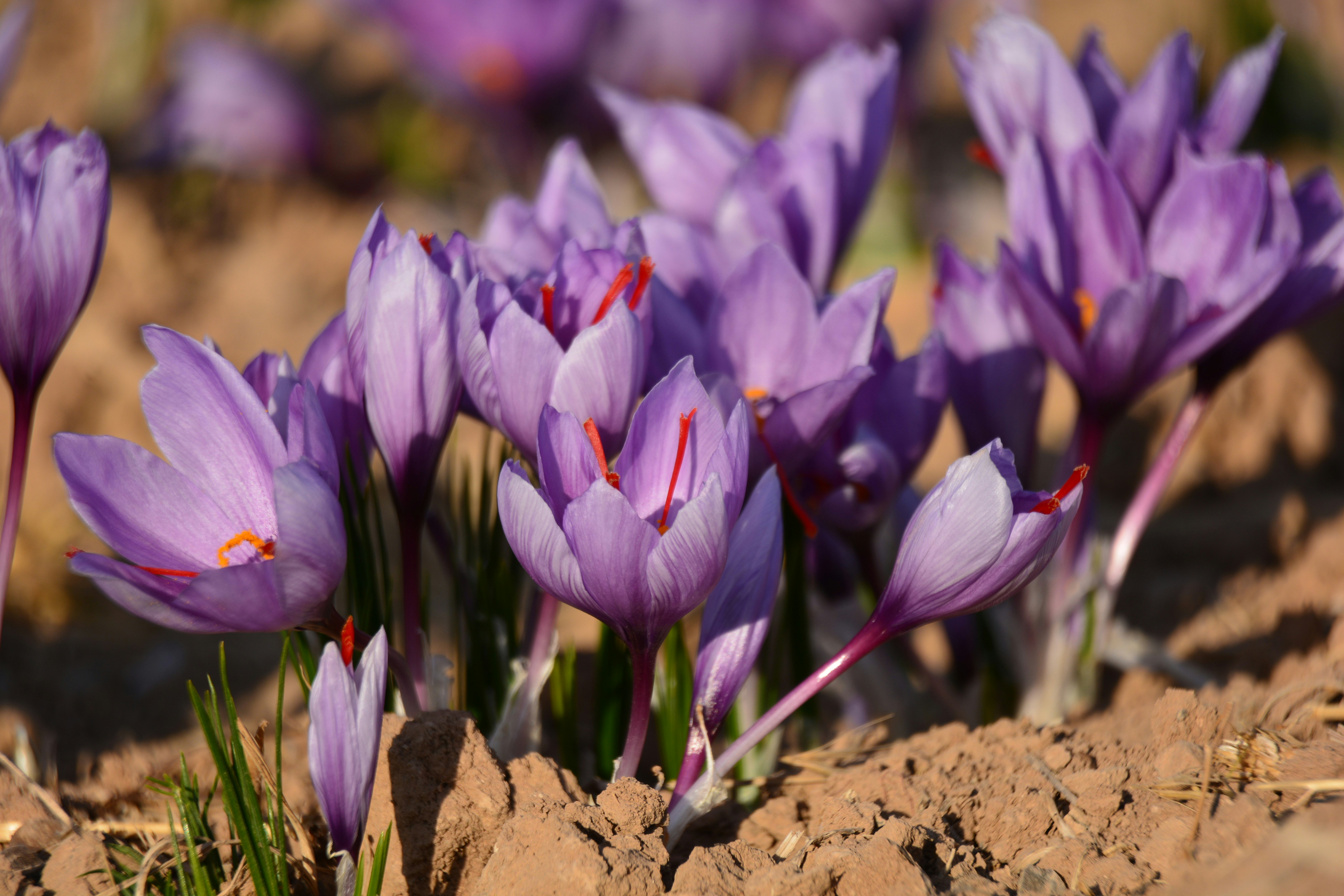 Purple saffron flowers blooming in a field.Mohammad Amiri