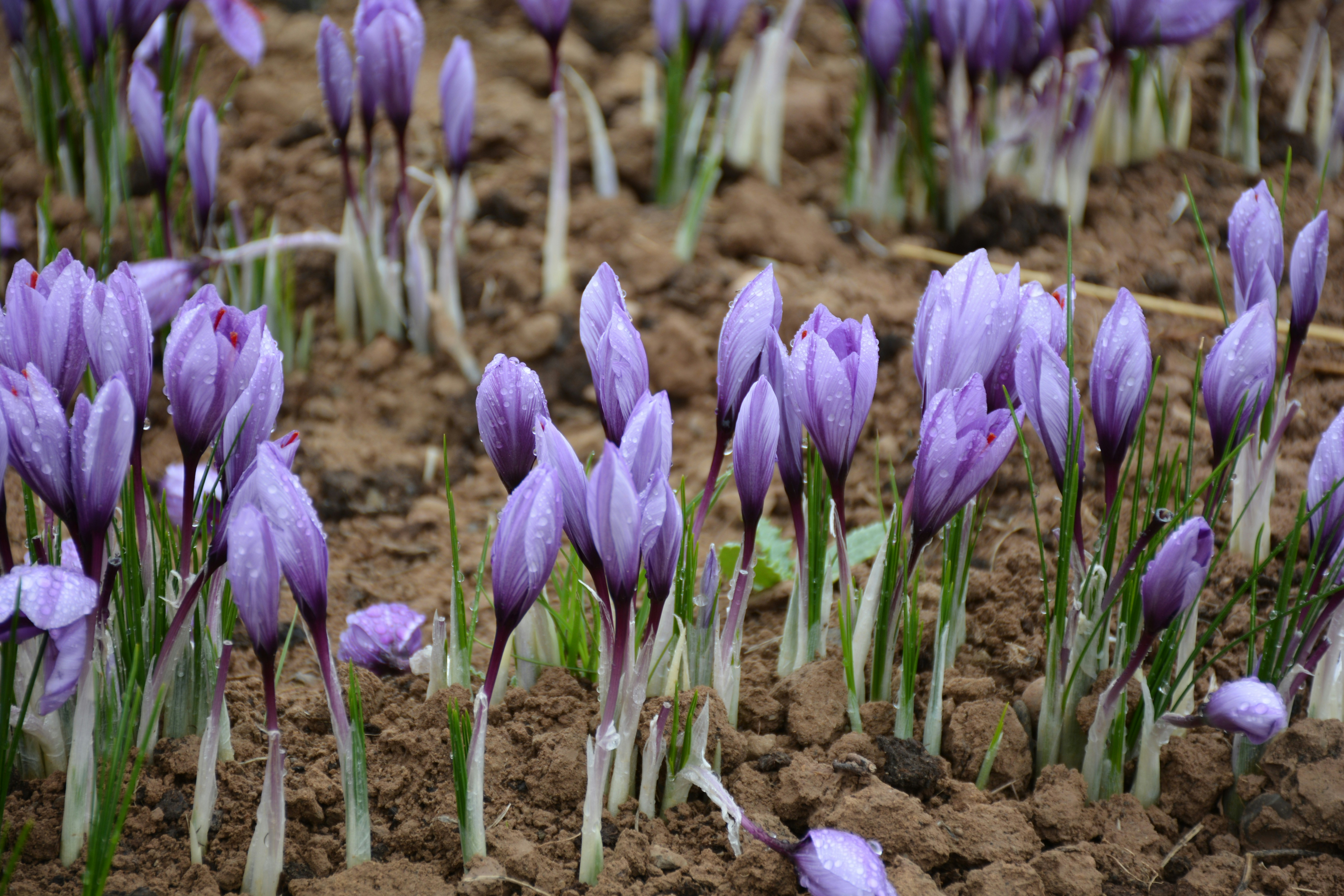 Purple saffron flowers emerging from the soil.
